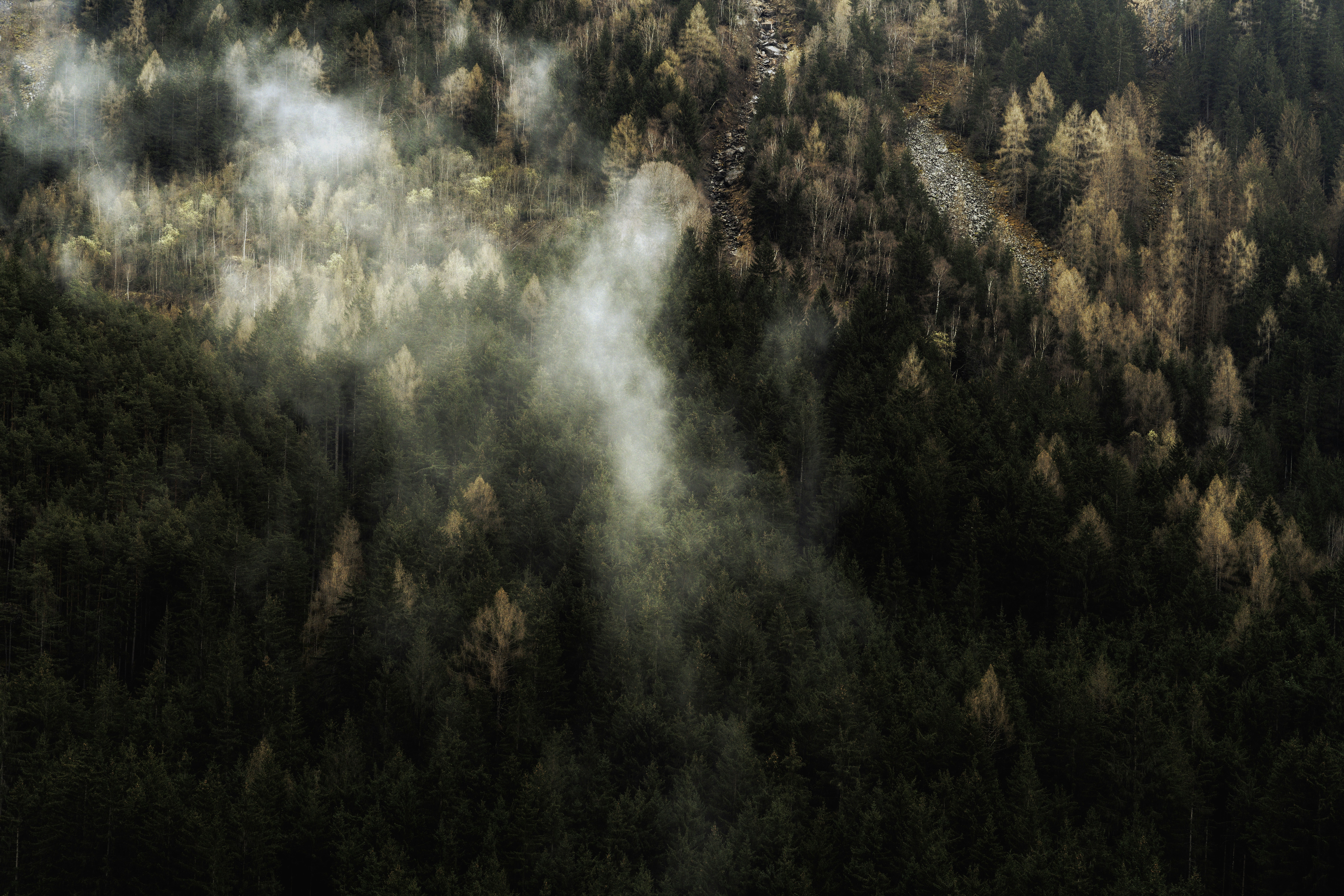 A plane flying over a forest covered in trees photo – Free Forest Image ...