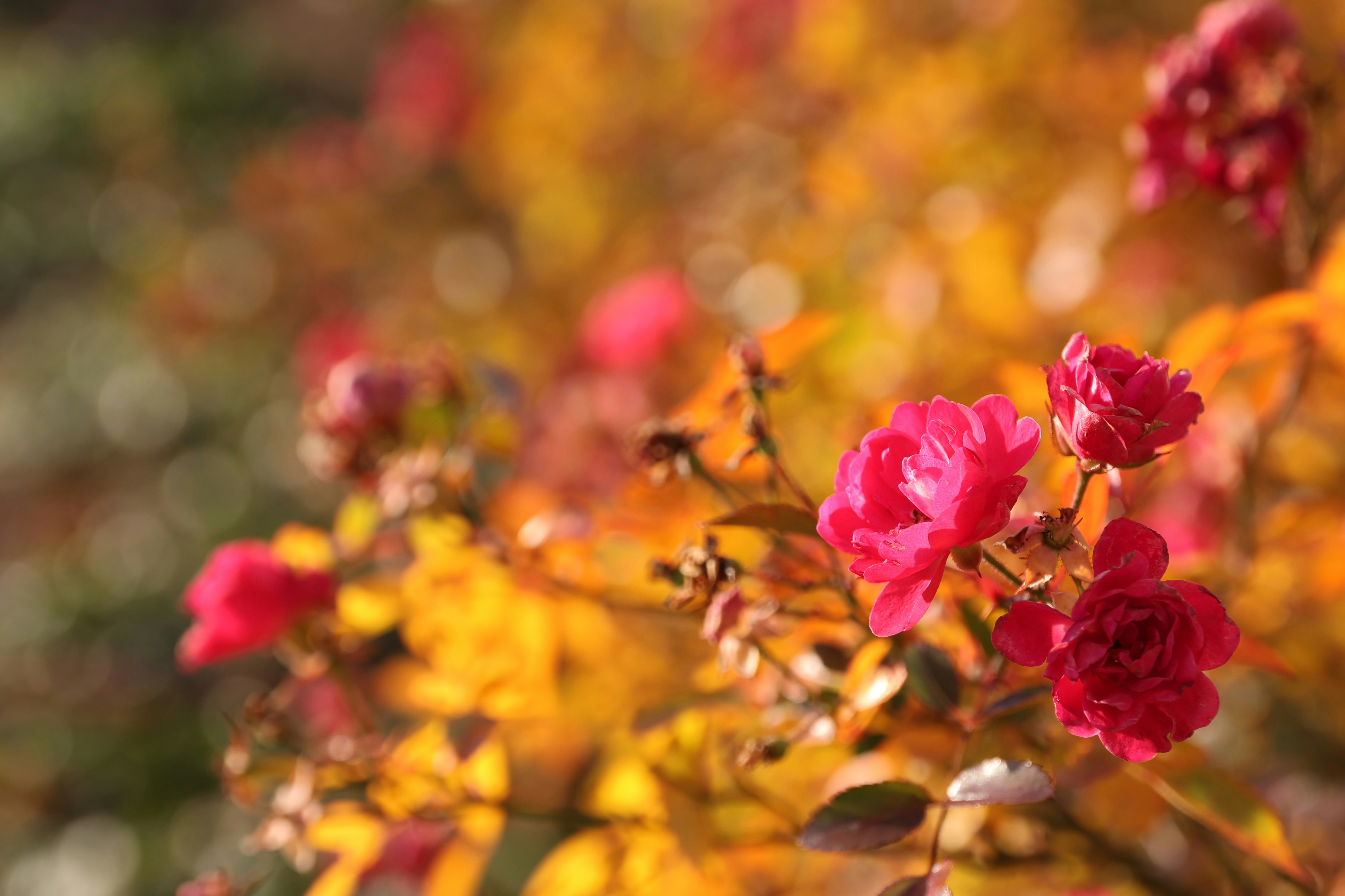 Crimson Roses in Autumn Light: A Close-Up with Velvet Bokeh