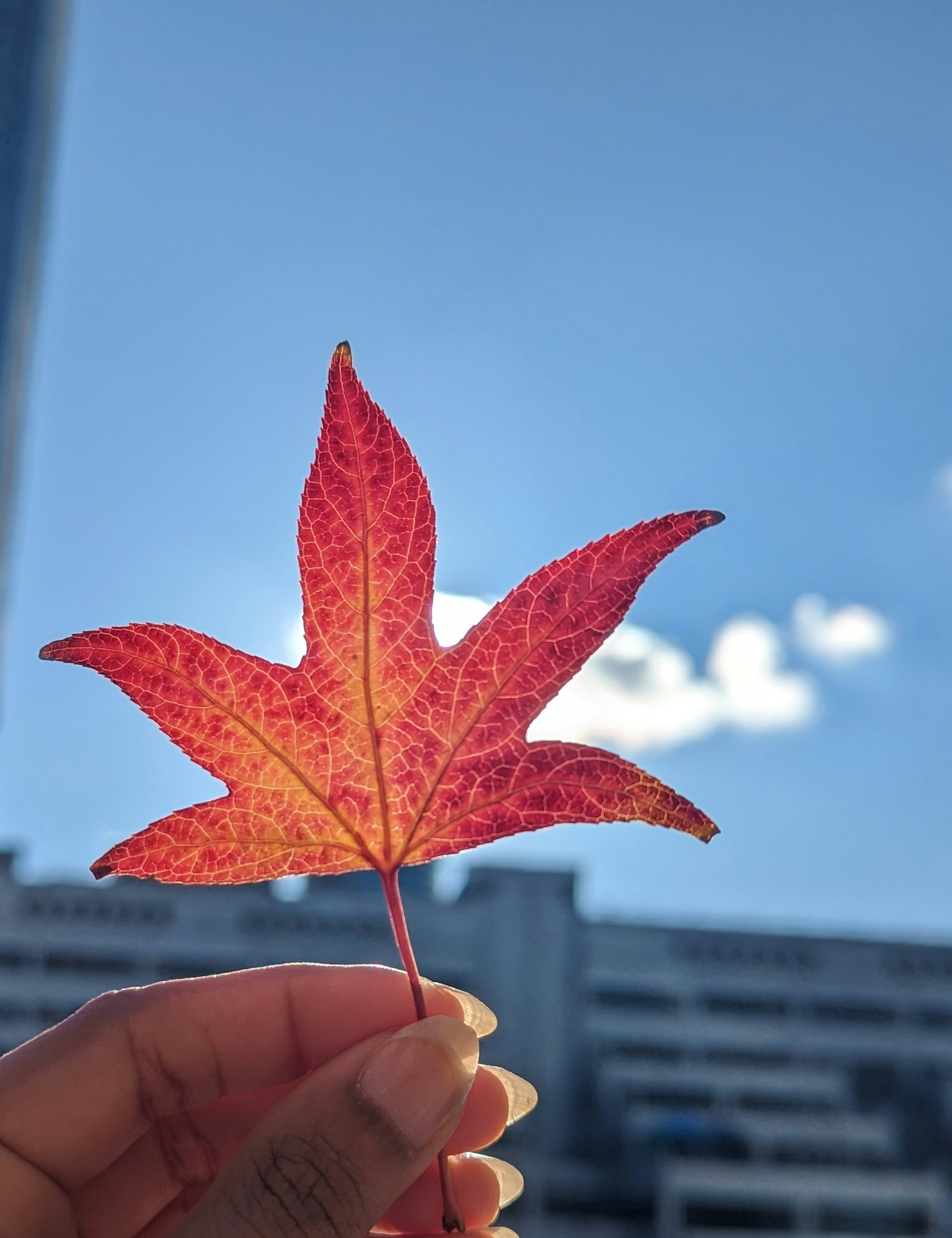 Photo by Melody with Google Pixel 6