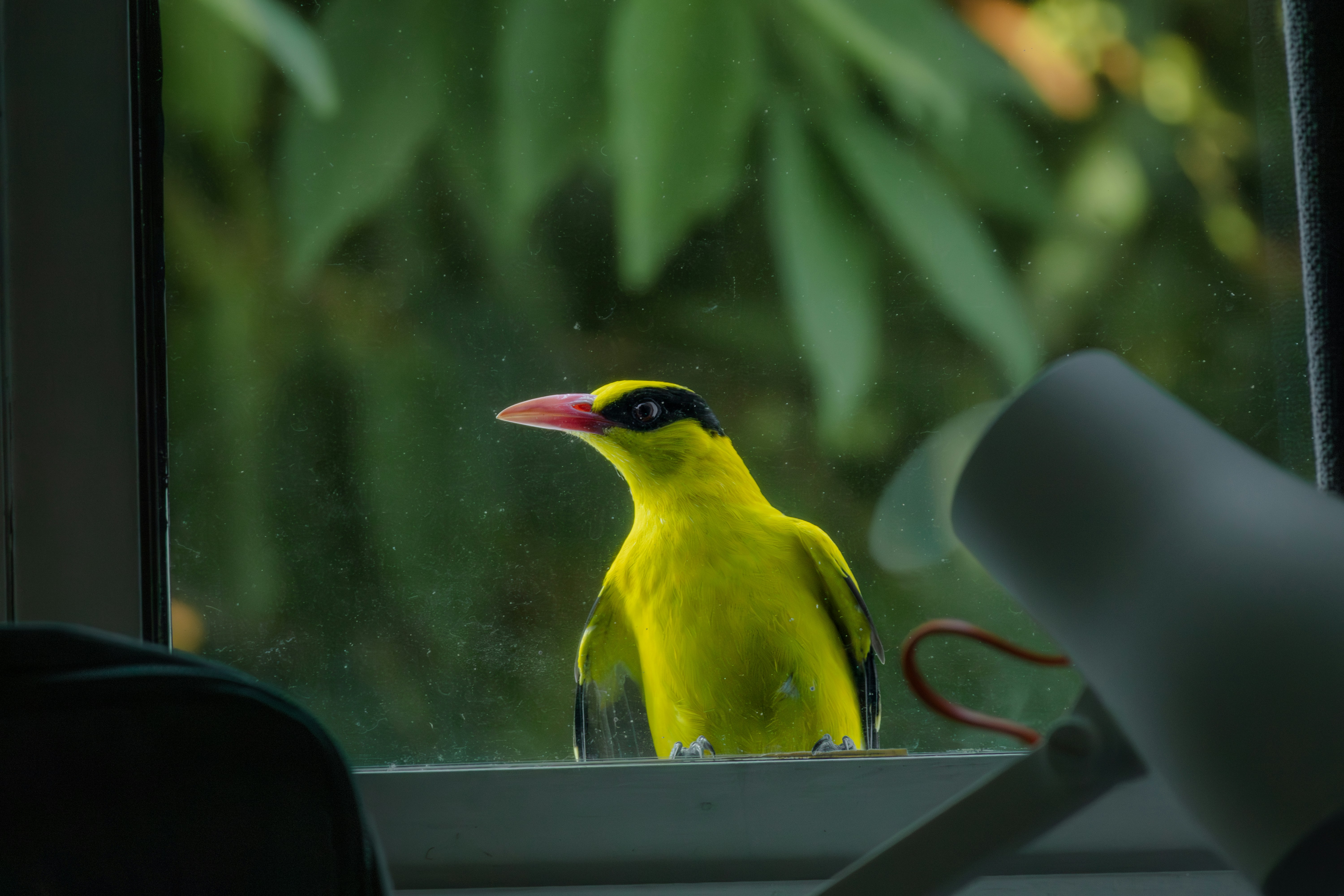 Window-Side Yellow Oriole: A Burst of Color Framed by Greenery