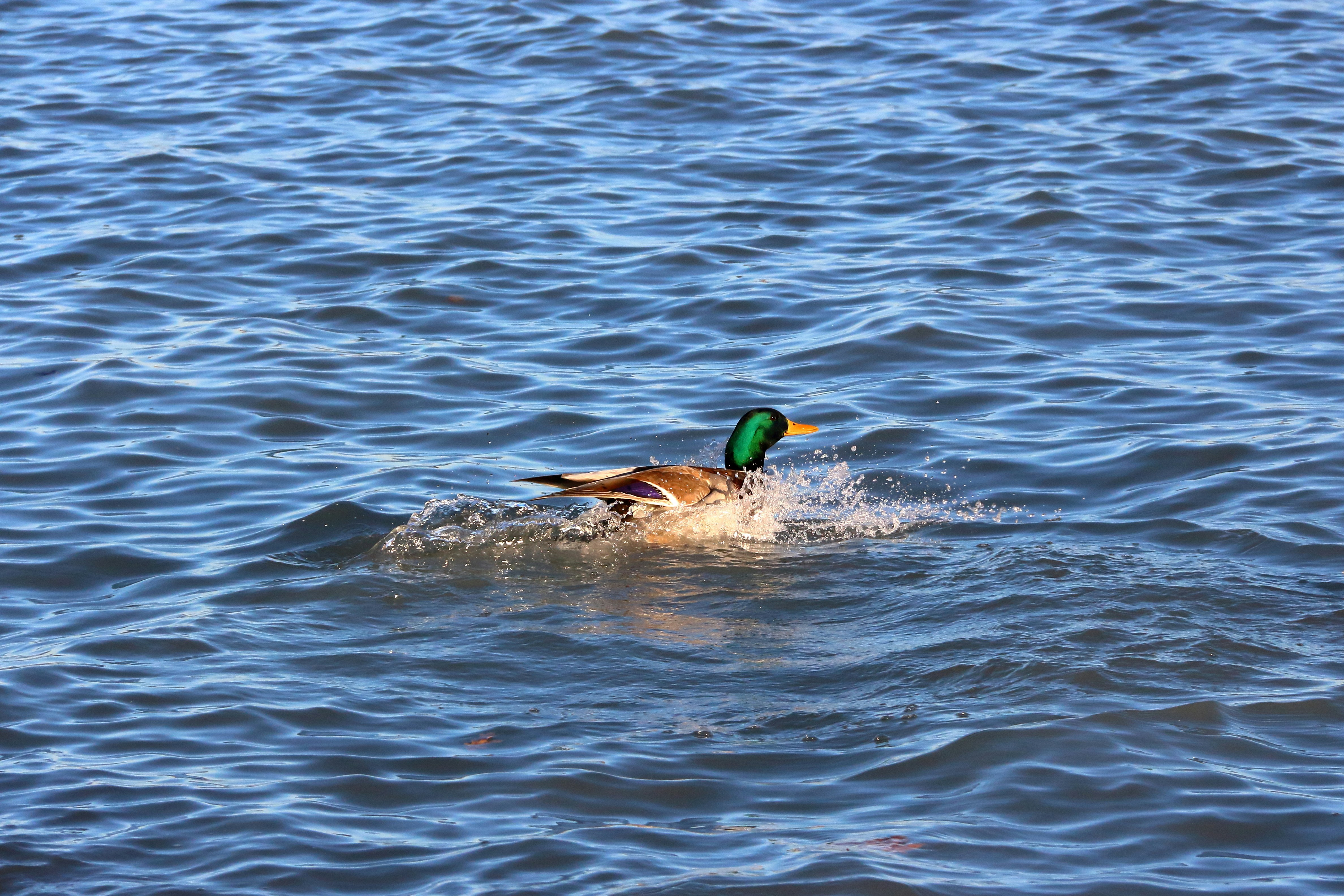 Photo by Timi Gaier with Canon EOS 650D