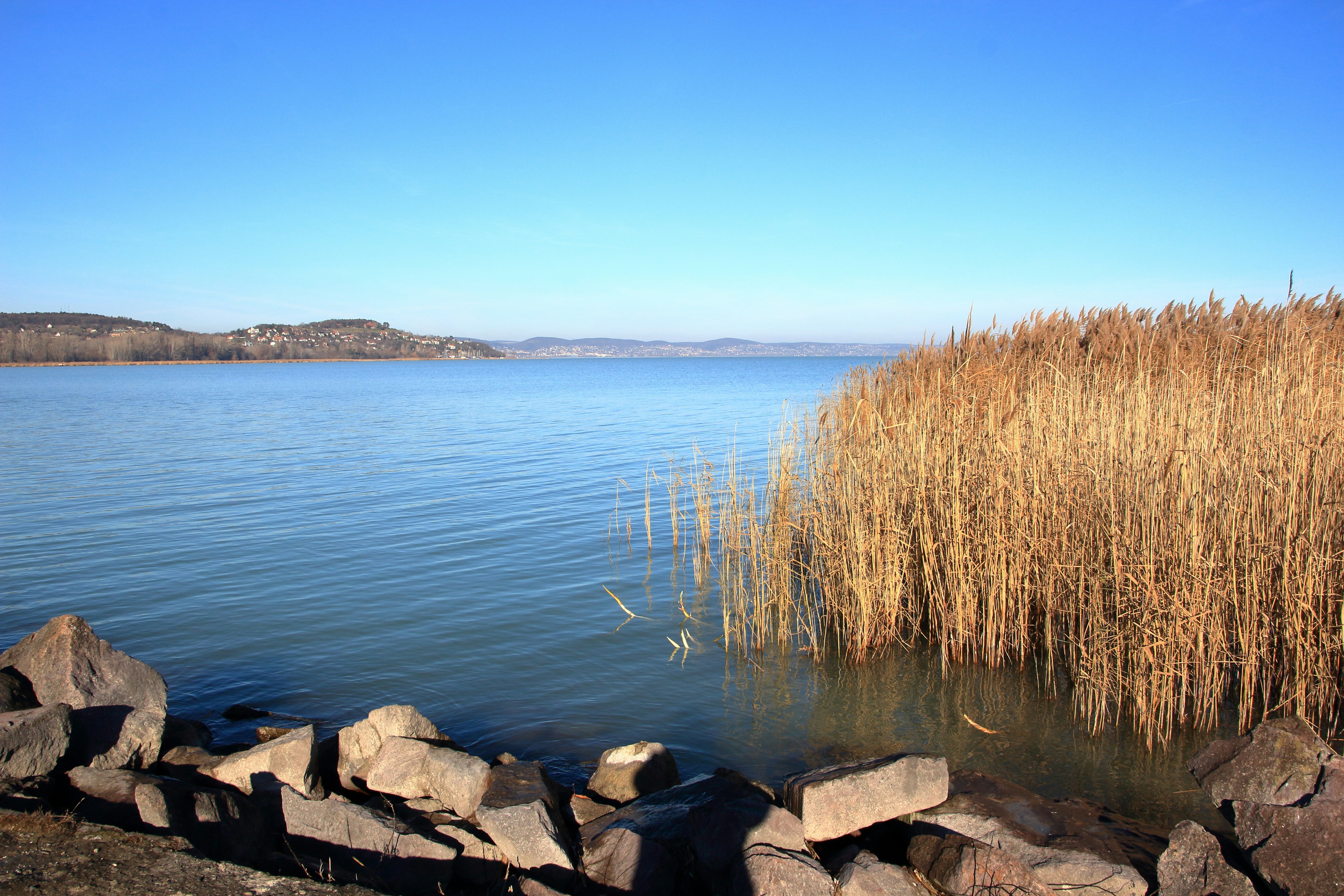Gilded Reeds at the Edge of a Calm Blue Lake