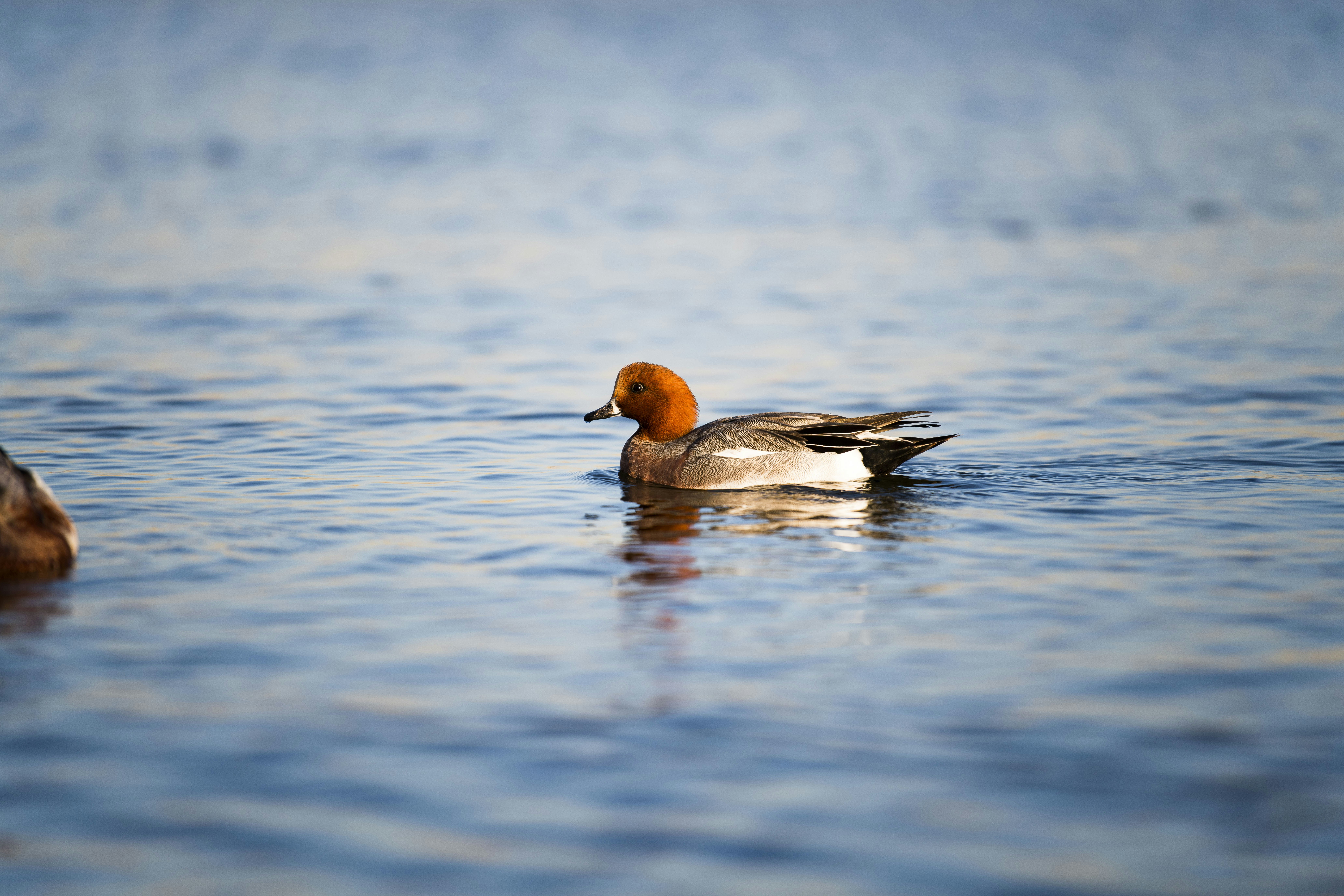 Amber Head on Blue Wake: A Duck Gliding Through Sunlit Ripples