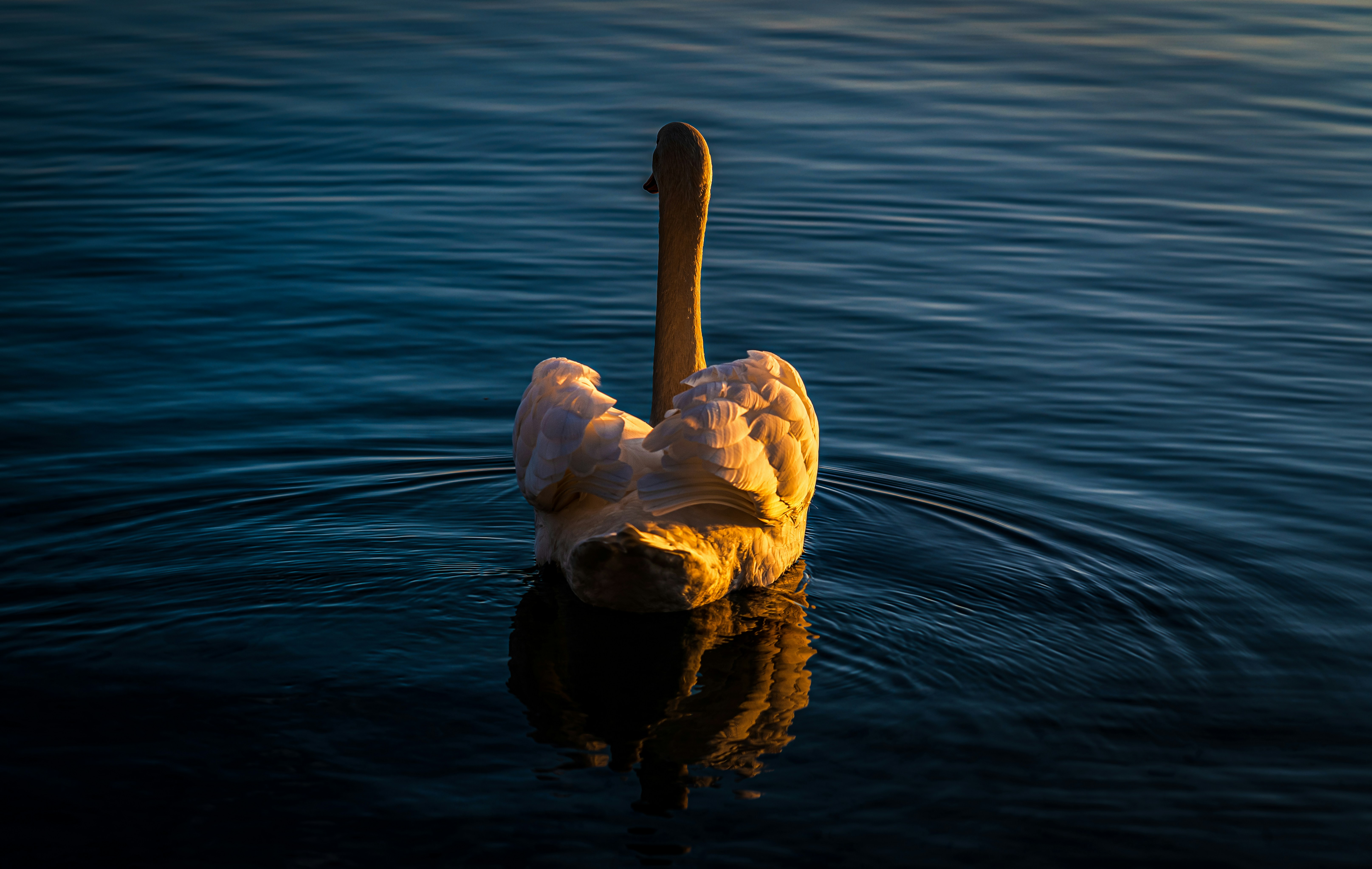 Golden Hour Swan: Velvet Ripples on a Quiet Lake