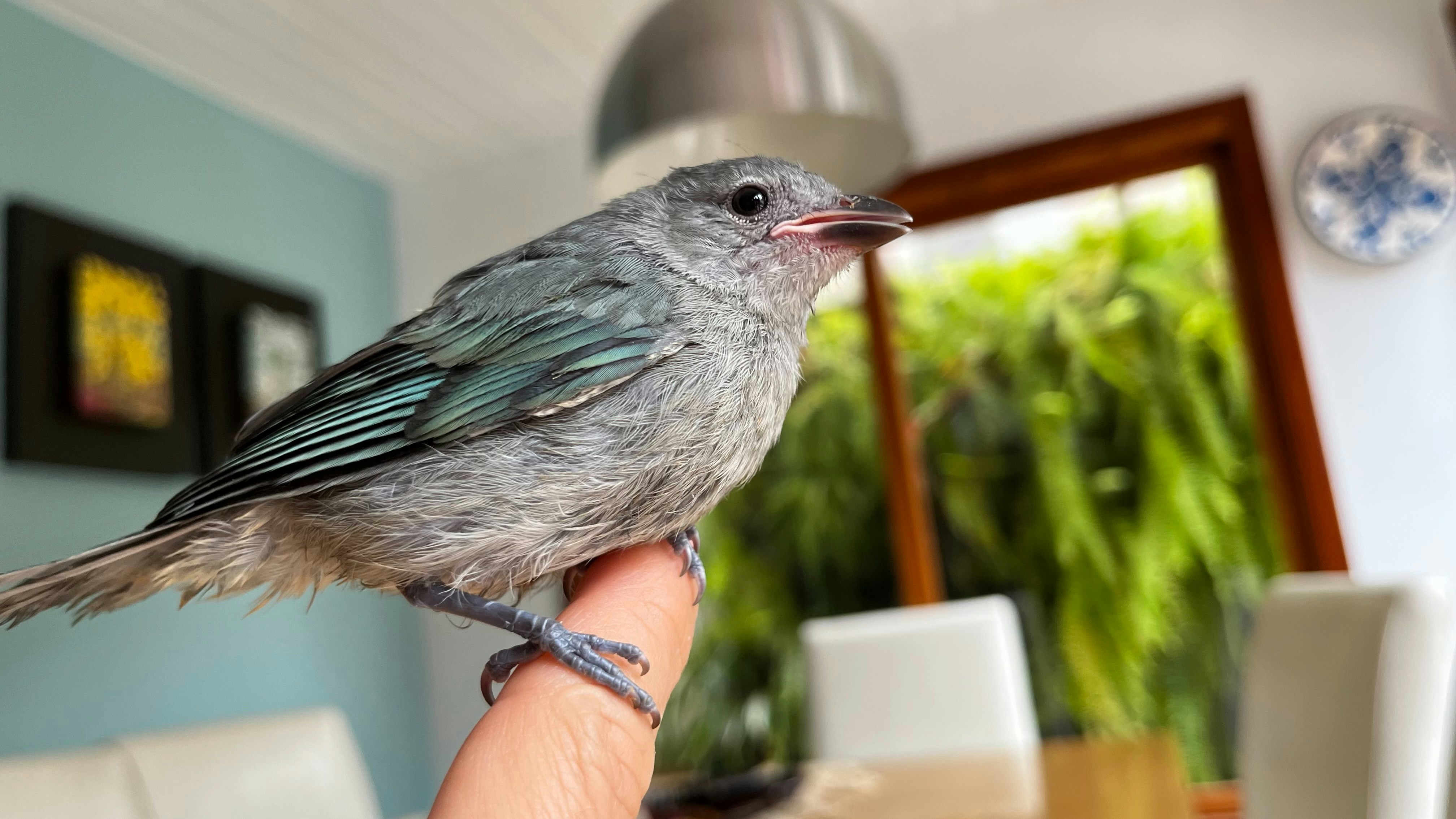 Grey Warbler on a Hand: A Quiet Indoor Moment in Focus