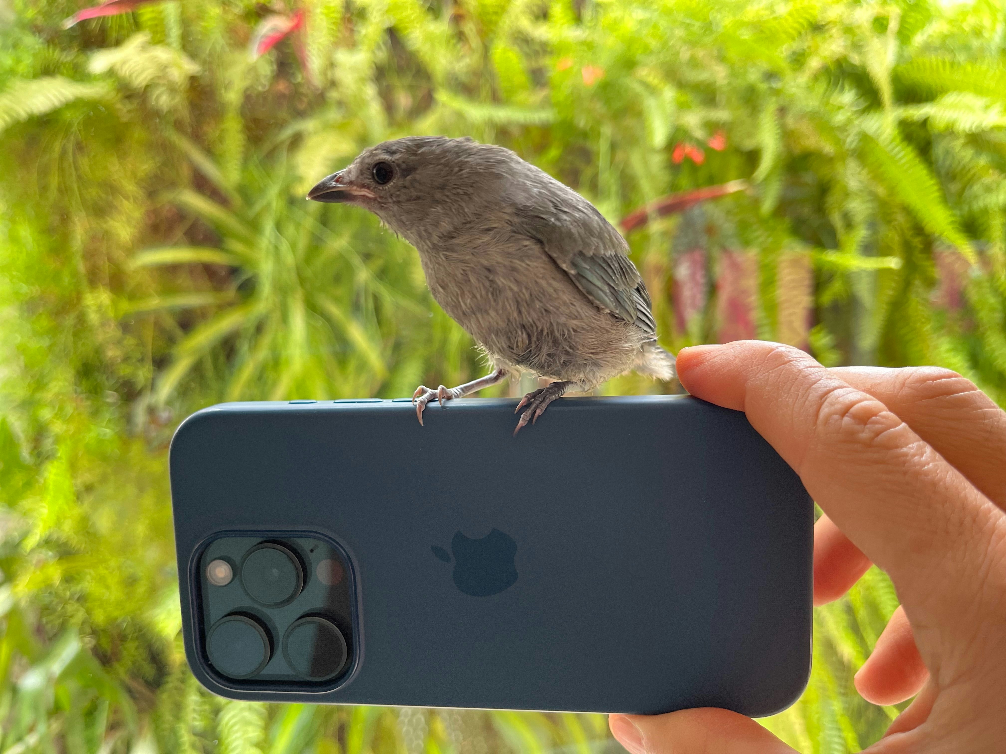 "Fillet" The bird who loves my Iphone