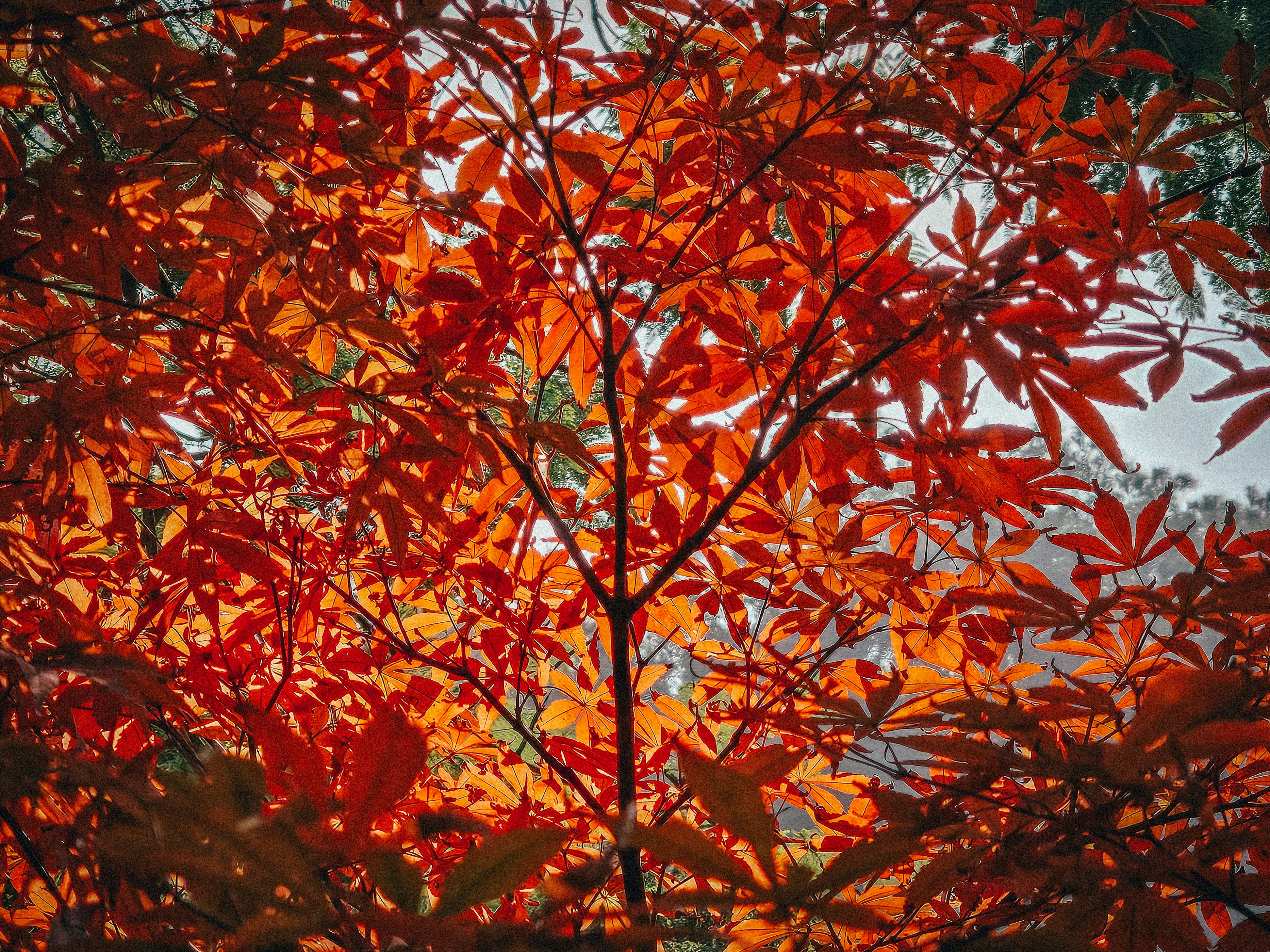 Crimson Canopy: Autumn Fire Draped Over a Japanese Maple