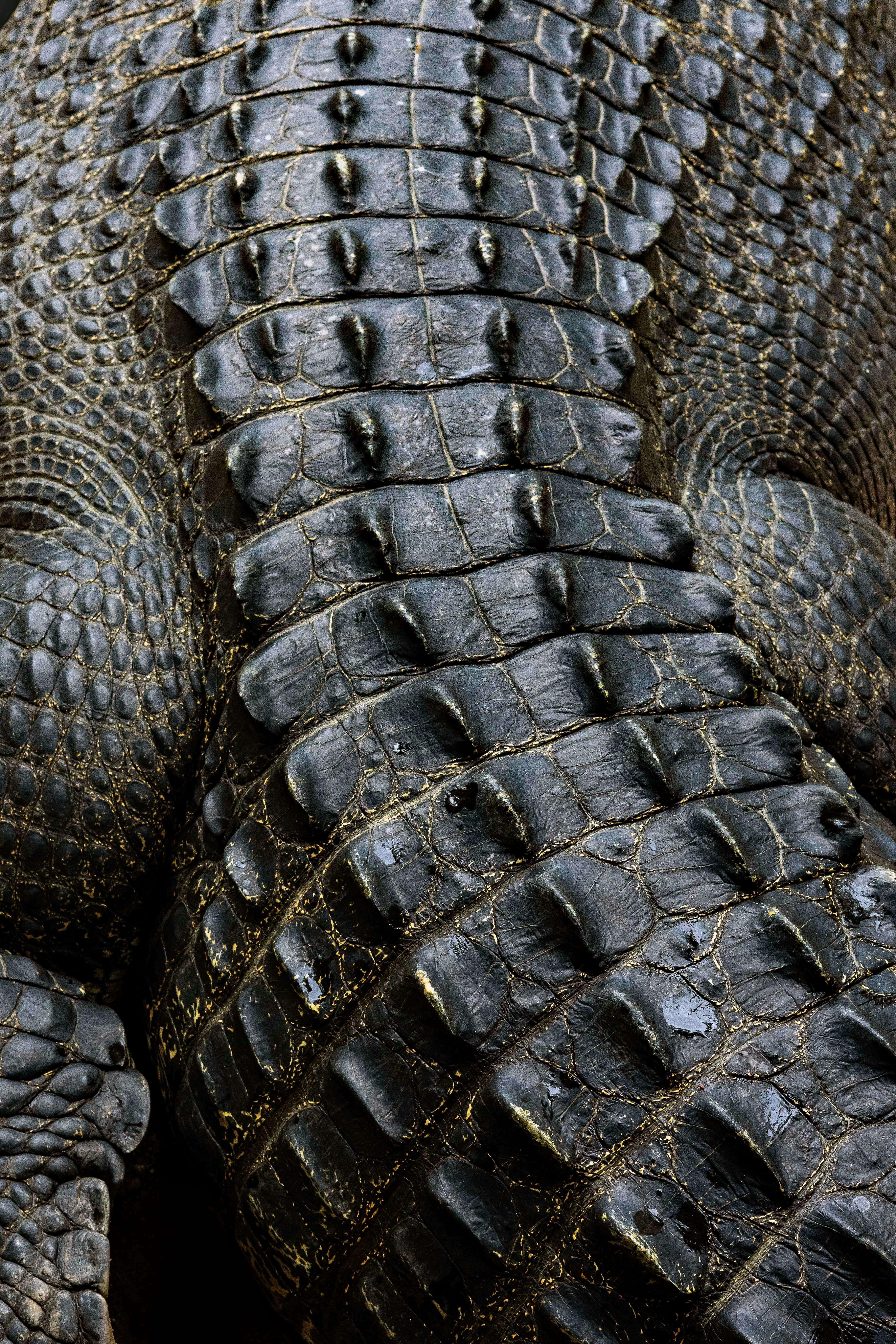 Close-up of a crocodile's scaly tail and back, showcasing intricate textures and patterns.