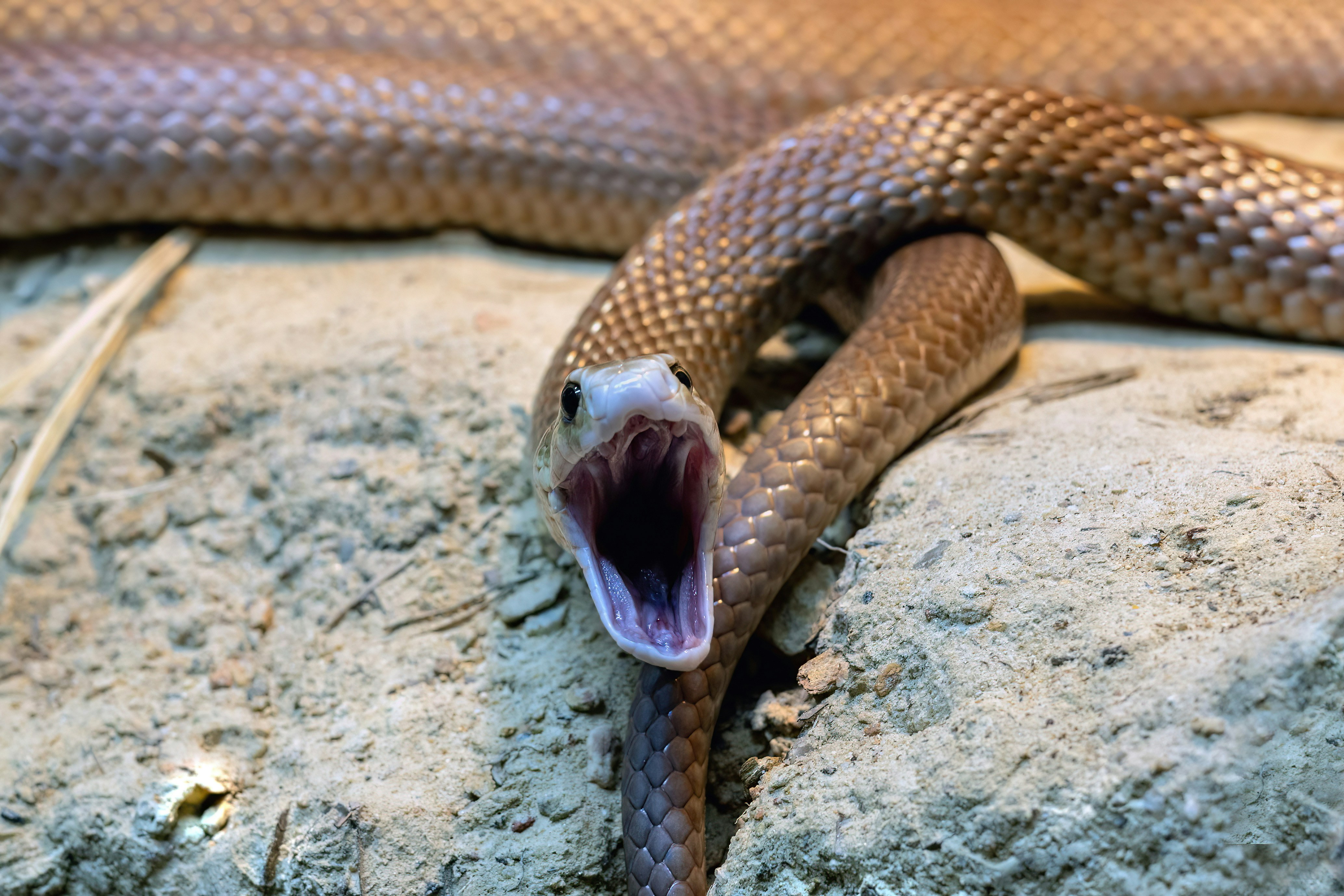 A brown snake with its mouth open on a rock photo – Free Dangerous ...
