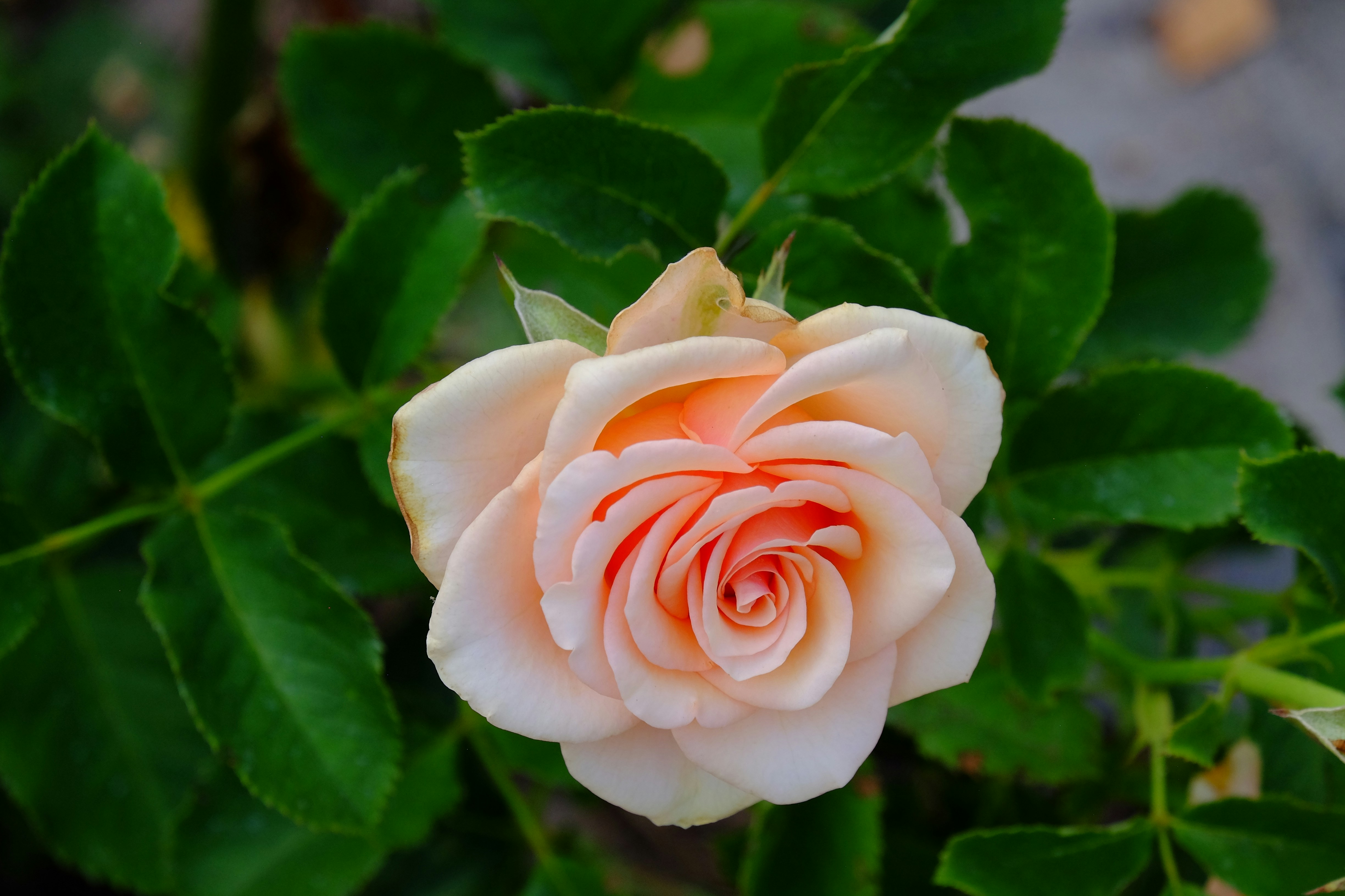 Delicate pink rose bloom surrounded by lush green leaves.