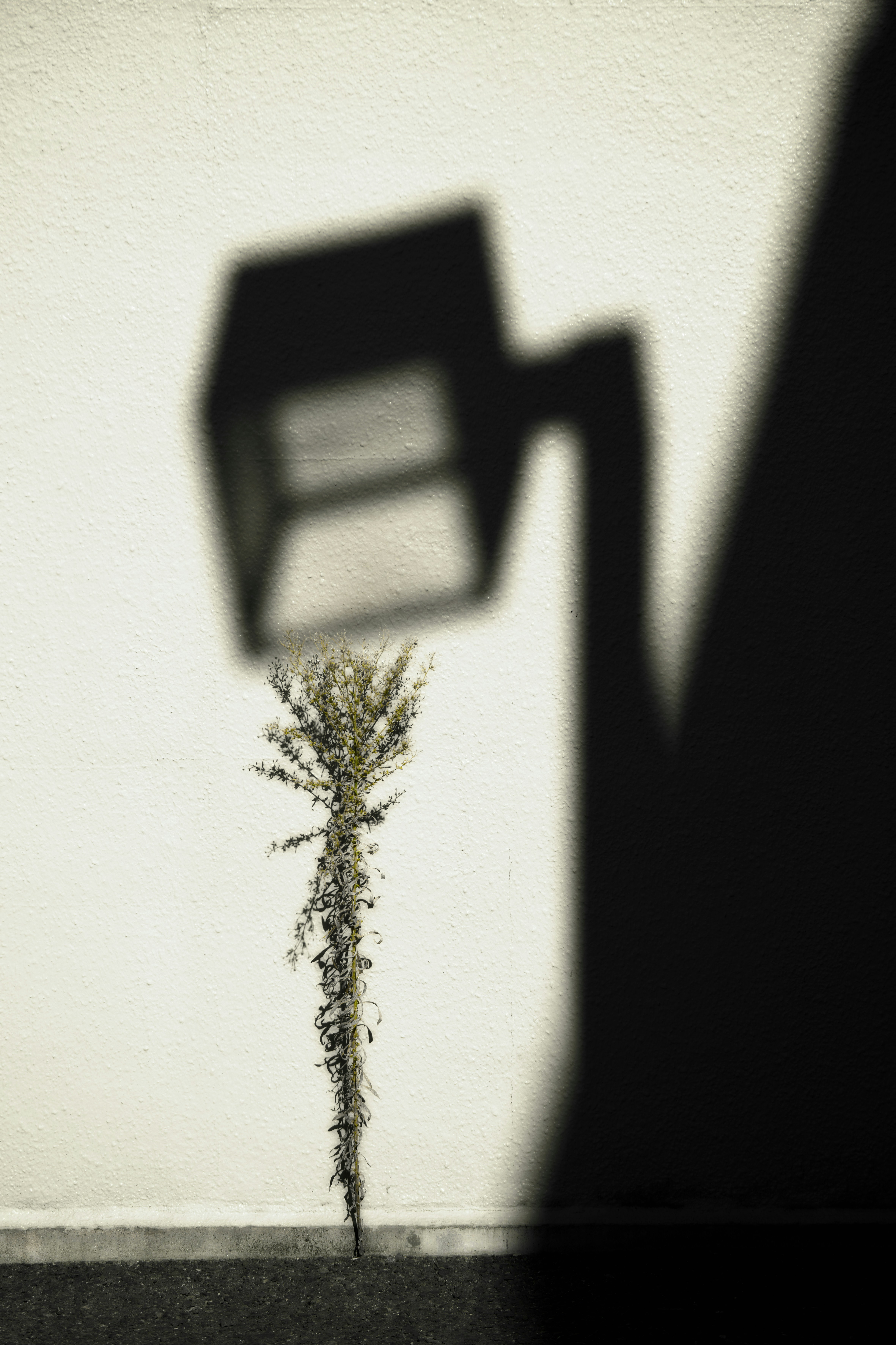 A shadow of a street light and a tree photo – Free Osaka Image on Unsplash