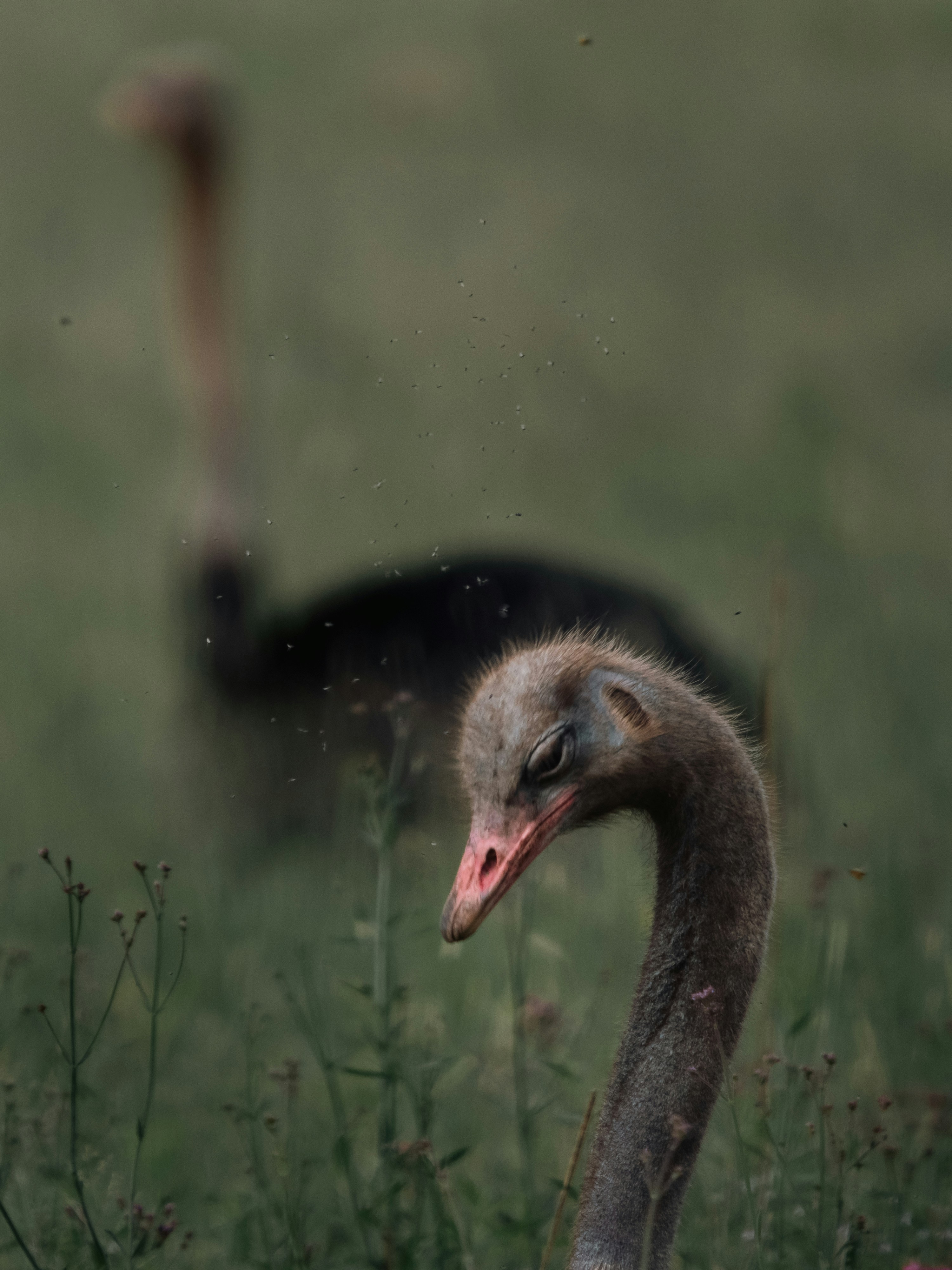 Graceful Gaze in the Wet Grasses