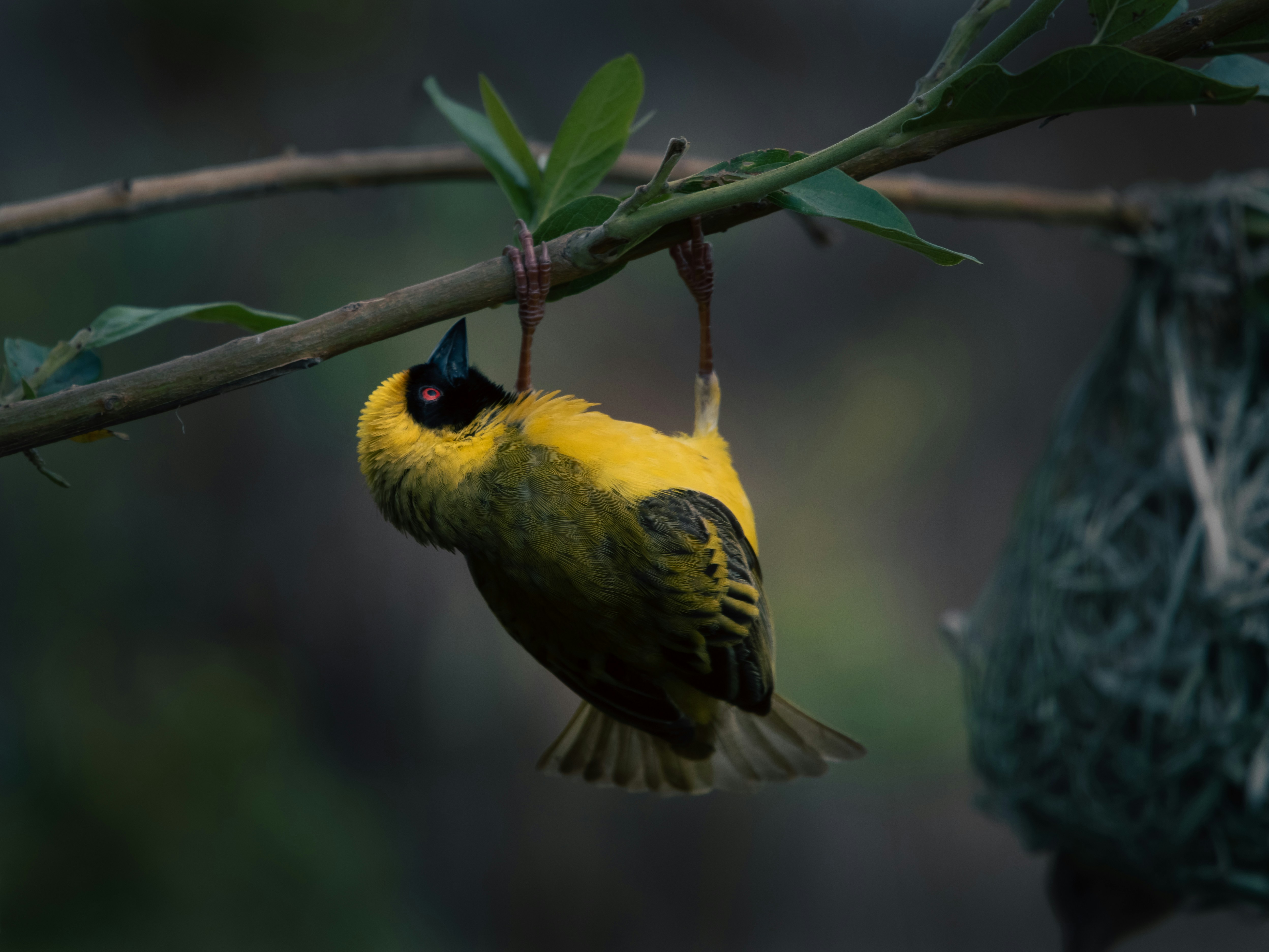 Close-up of a weaver bird on a tree branch