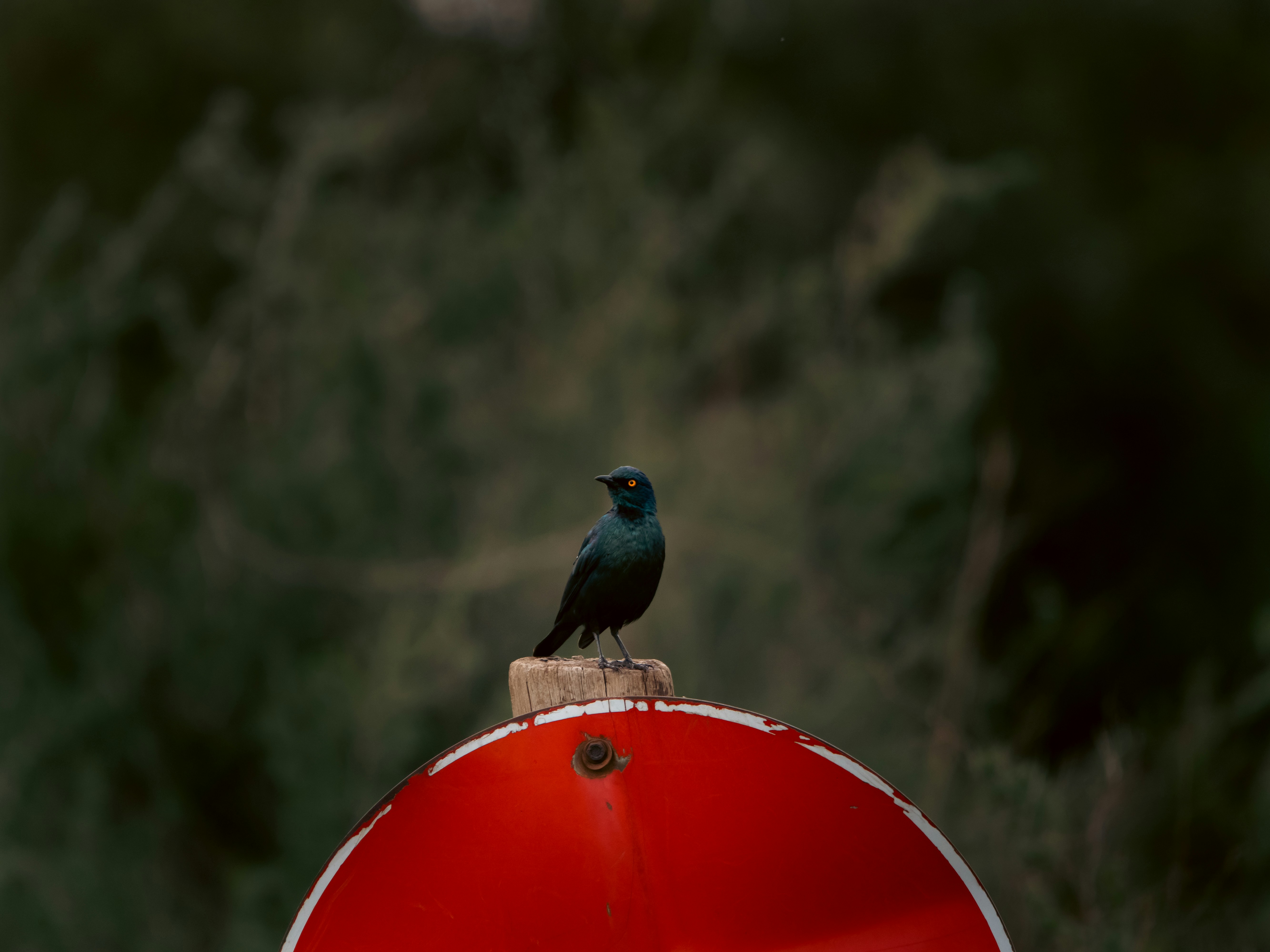 Stevi Indianna (@stevivdb) | Komunitas Foto Unsplash