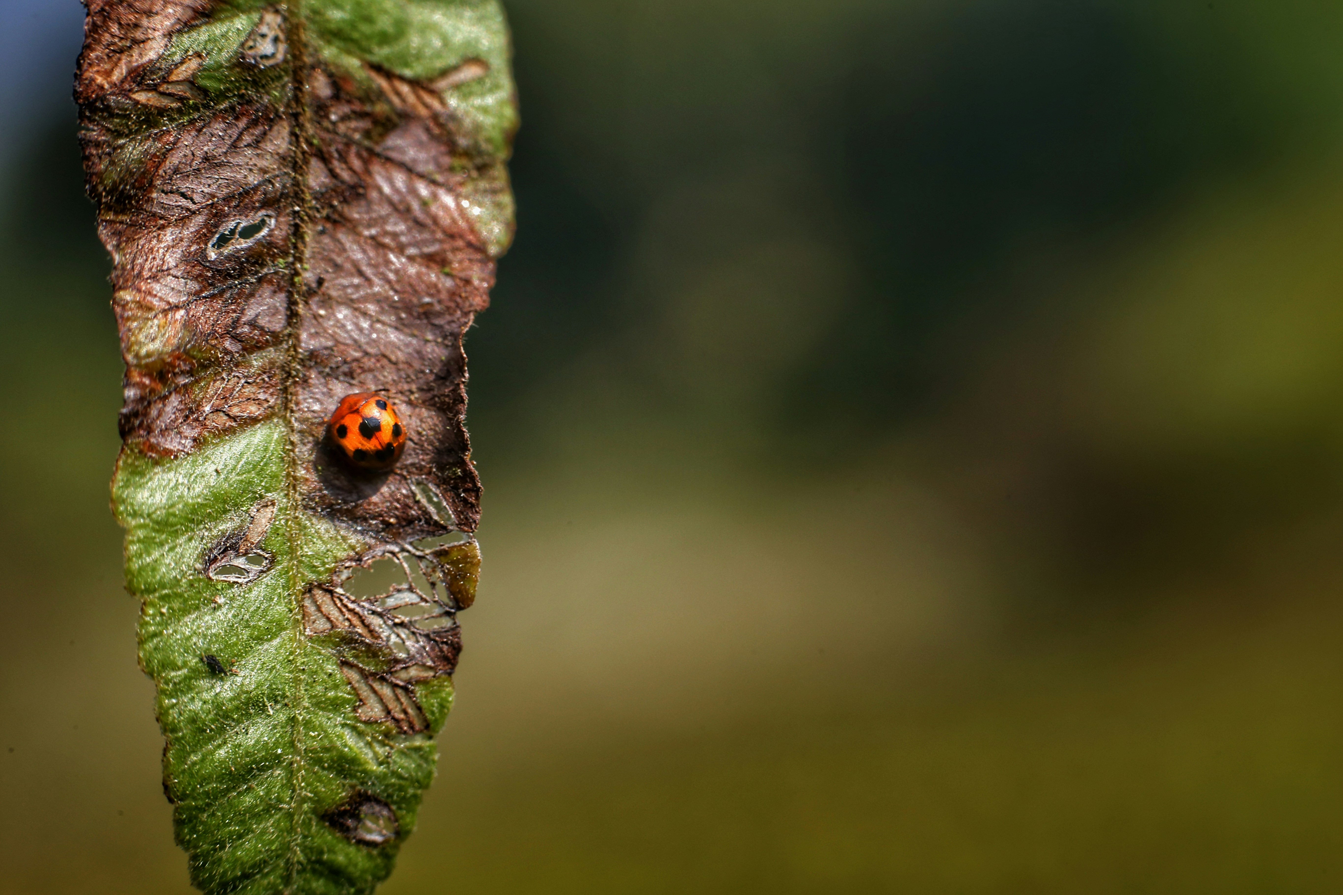 Crimson Visitor on a Weathered Leaf: A Quiet Macro Moment