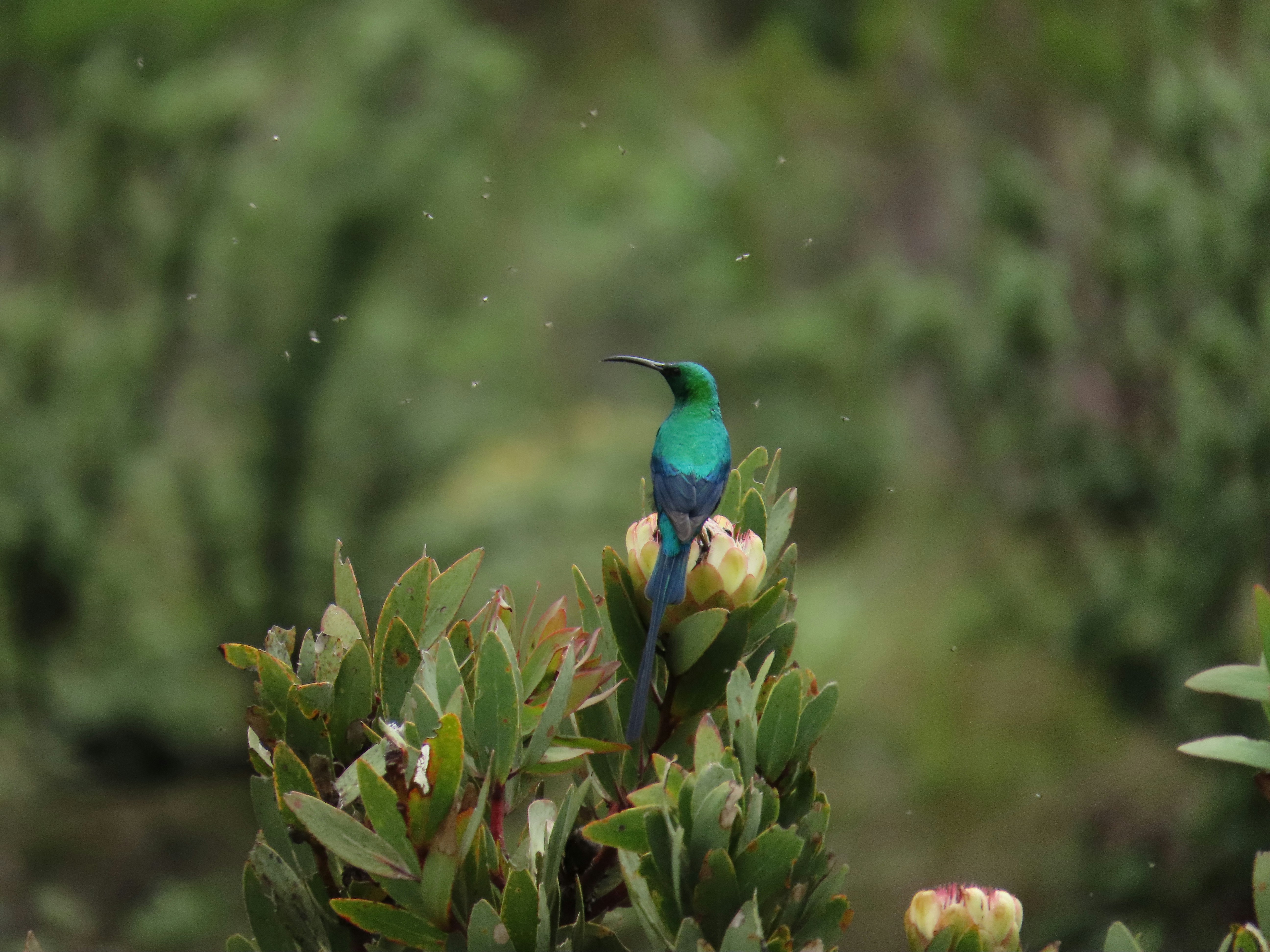A vivid emerald hummingbird perches on a leafy shrub in a softly blurred garden, with tiny specks suspended in the air.