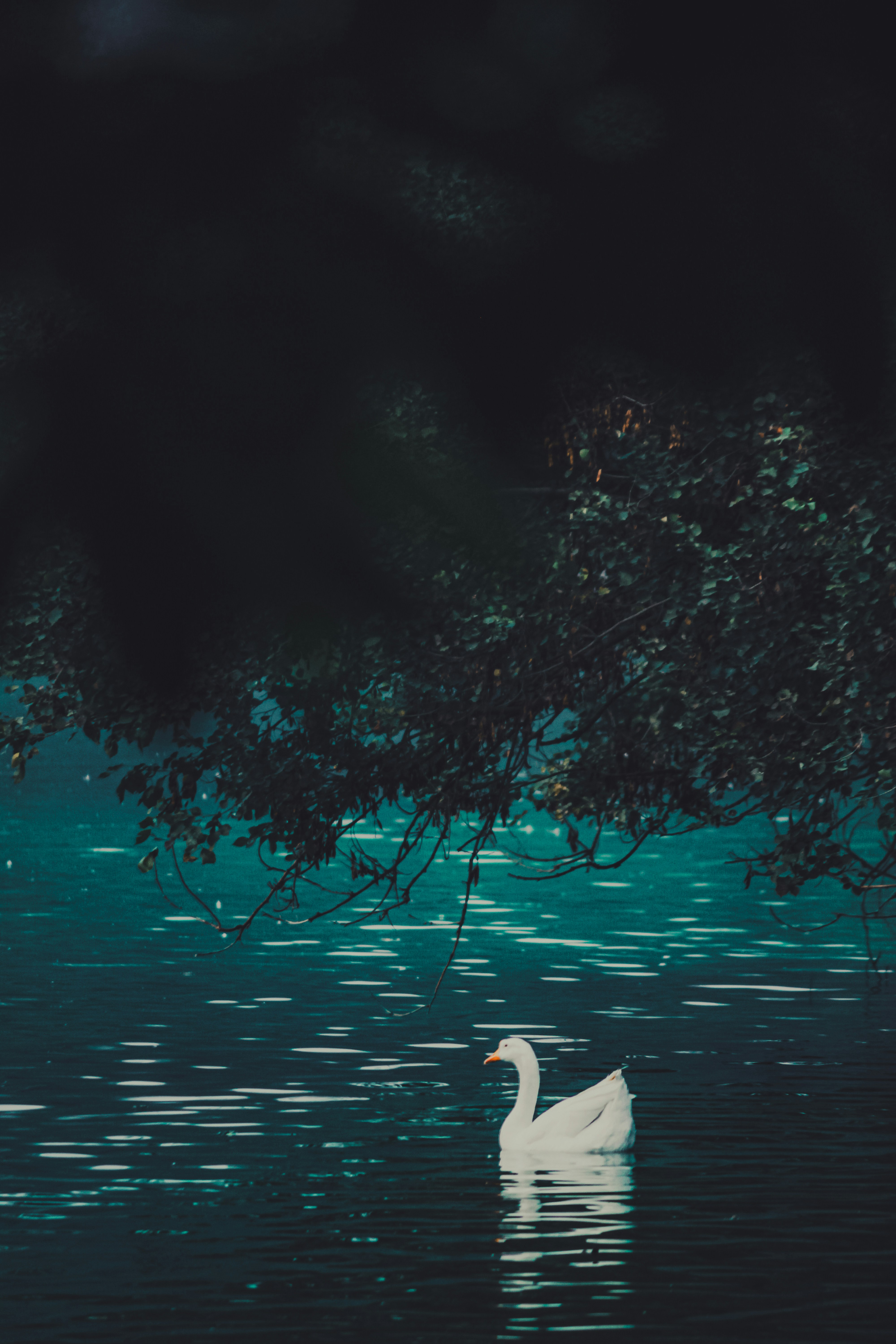 Teal Reverie: A lone swan glides beneath a shadowed canopy