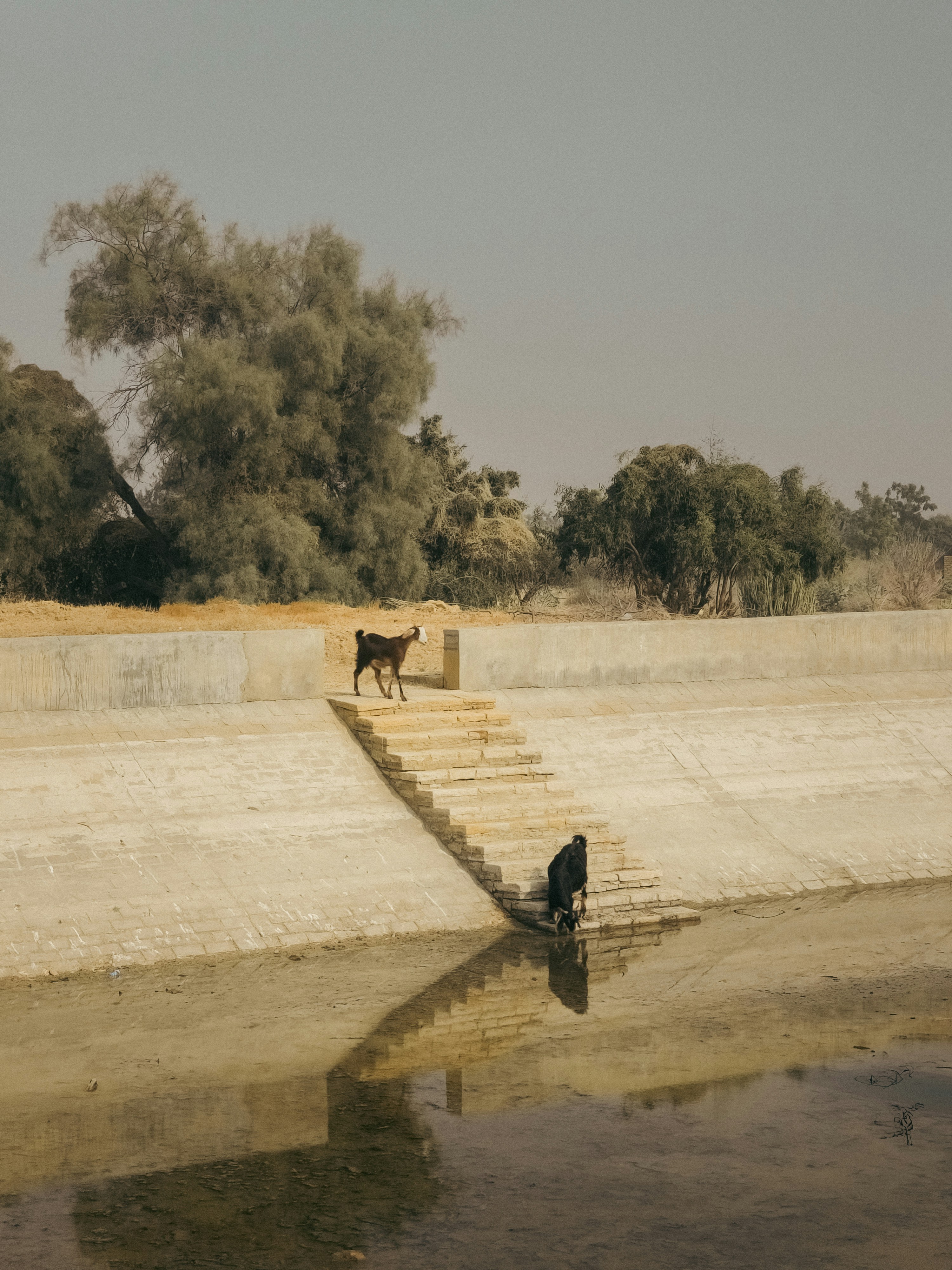 Concrete Staircase by the River: A Quiet Moment with Two Dogs