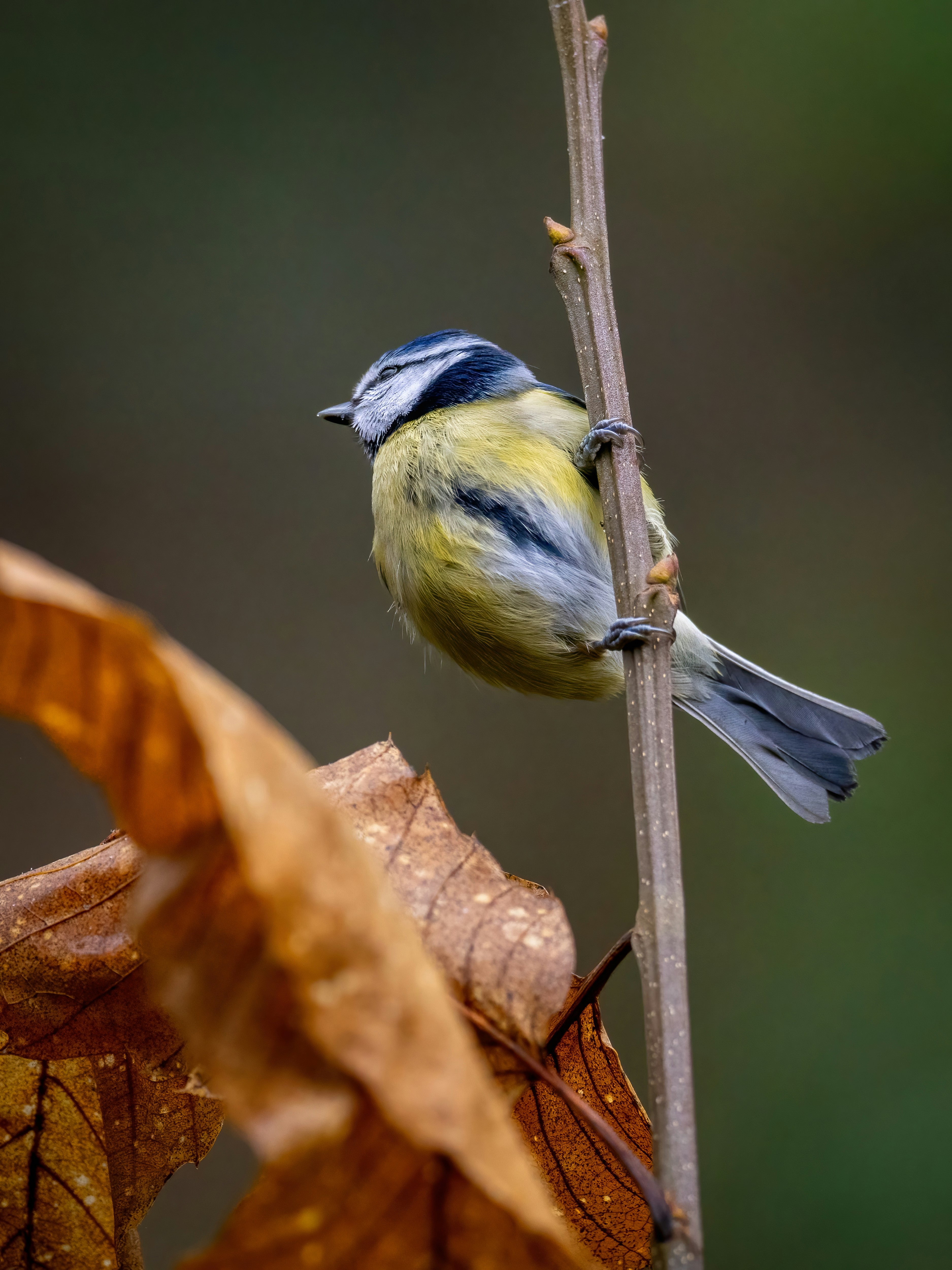 Blue Tit on a Narrow Stem Amid Rusty Leaves