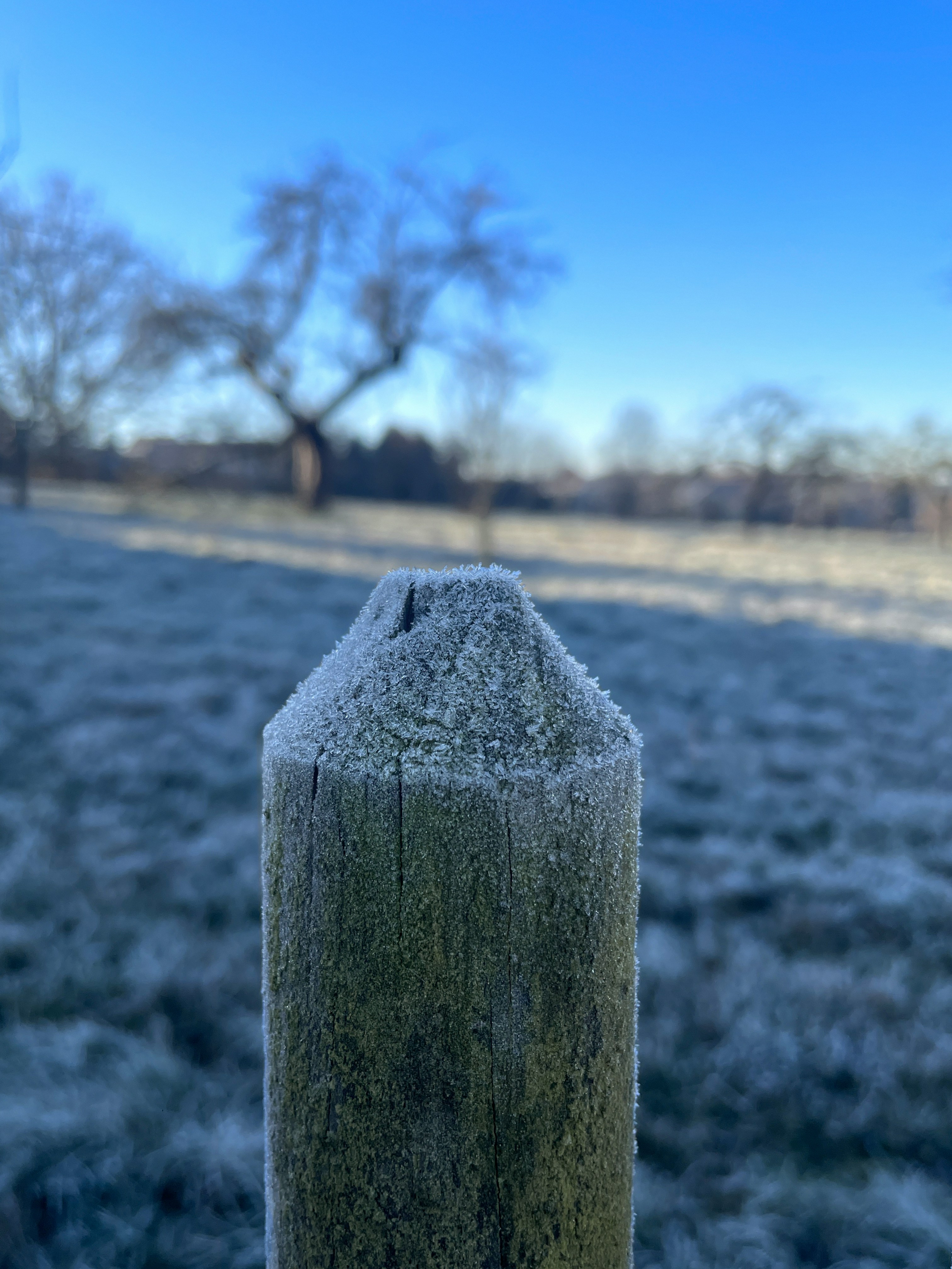 Frost Crown on a Weathered Post in a Quiet Winter Field