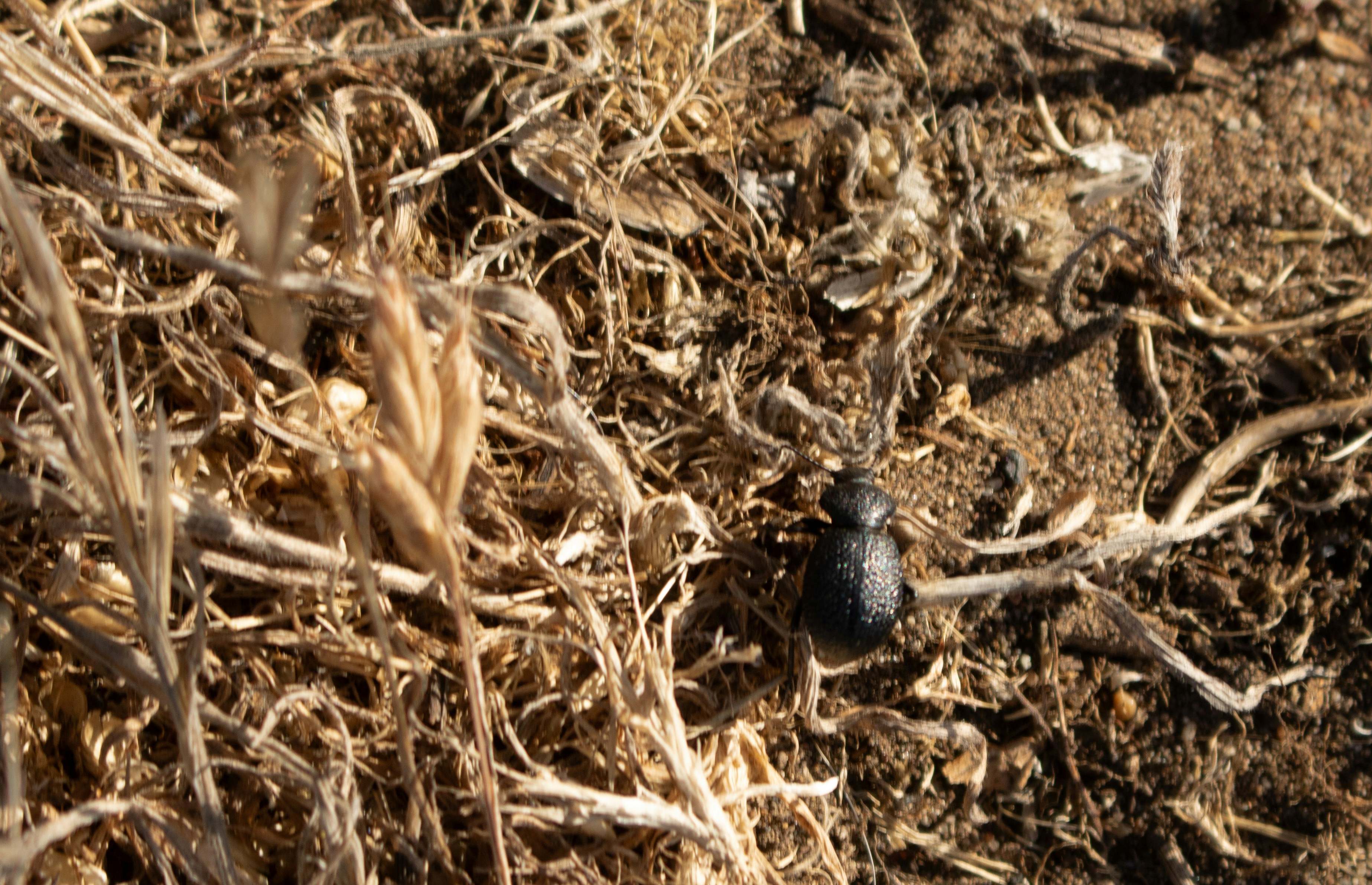 Asbolus verrucosus, commonly known as the blue death-feigning beetle, is an intriguing insect occasionally found in unexpected habitats like Point Reyes National Seashore, California. While native to arid regions, these beetles can adapt to coastal environments. Their signature blue-gray waxy coating helps them retain moisture and reflect sunlight, making them resilient to harsh conditions. Known for their defense mechanism of "playing dead" when threatened, these nocturnal scavengers play a vital role in ecosystems as decomposers, breaking down plant material and organic matter.