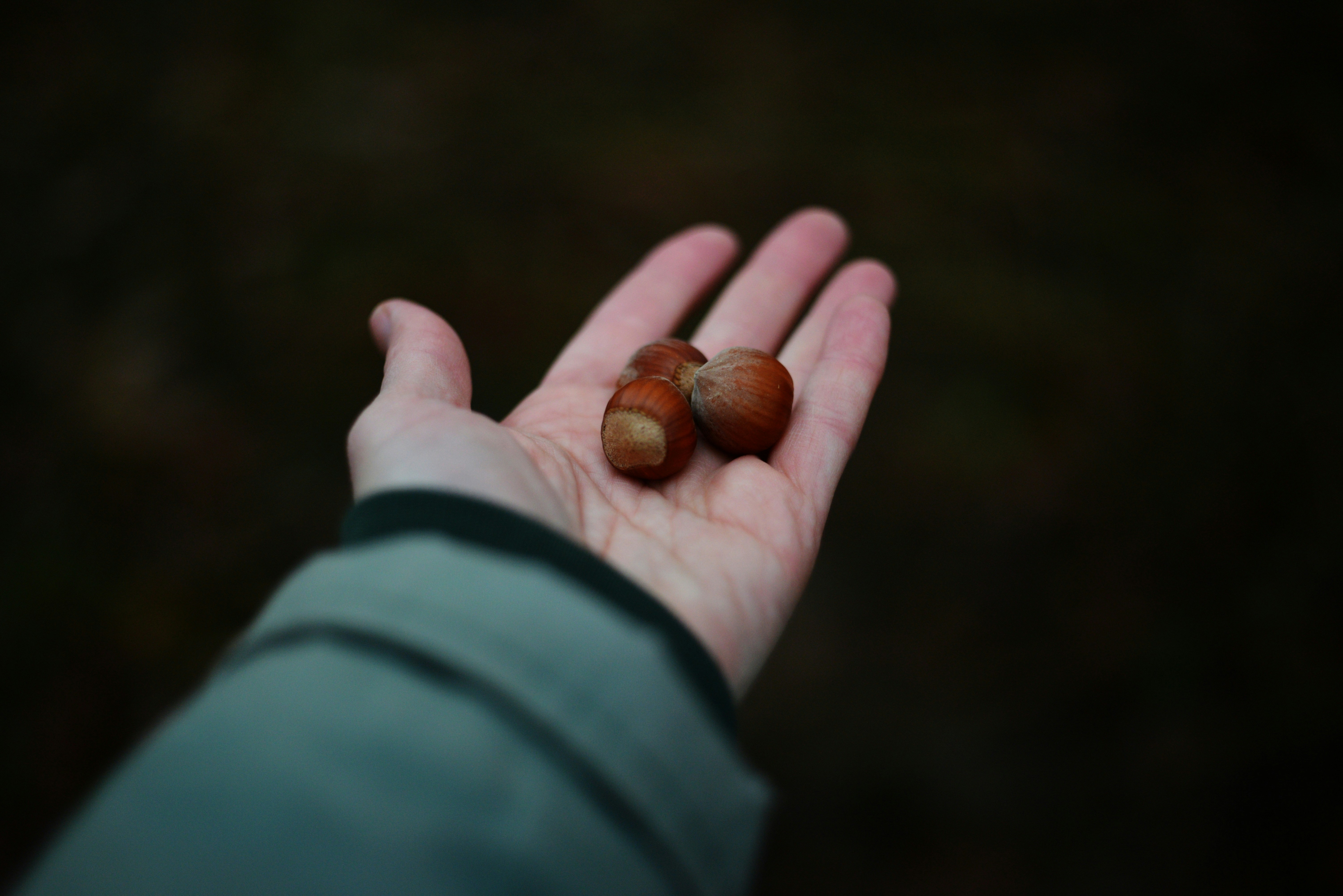 A person's hand holding a handful of nuts photo – Free Forest Image on ...