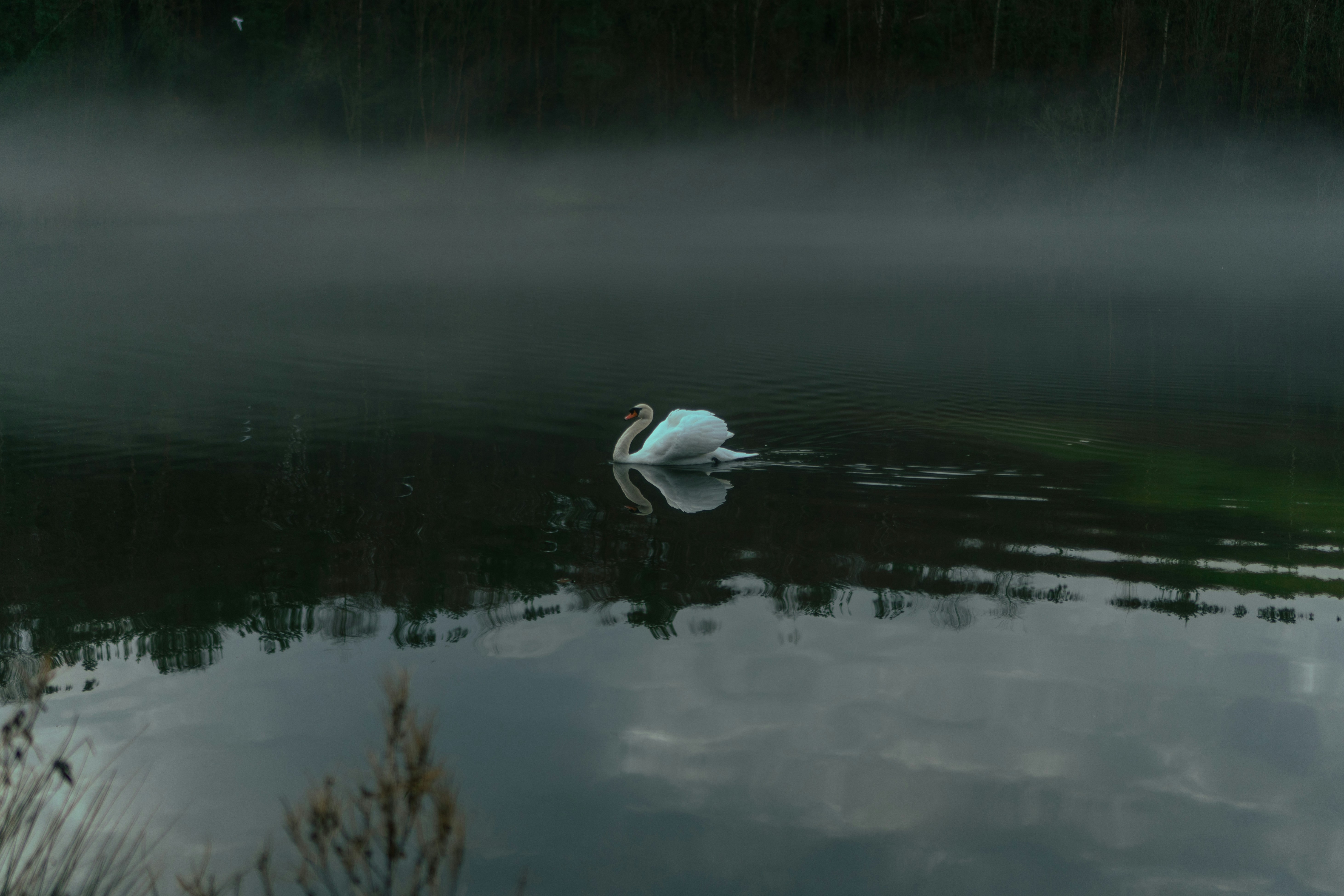 Mist-Kissed Swan on a Quiet Lake