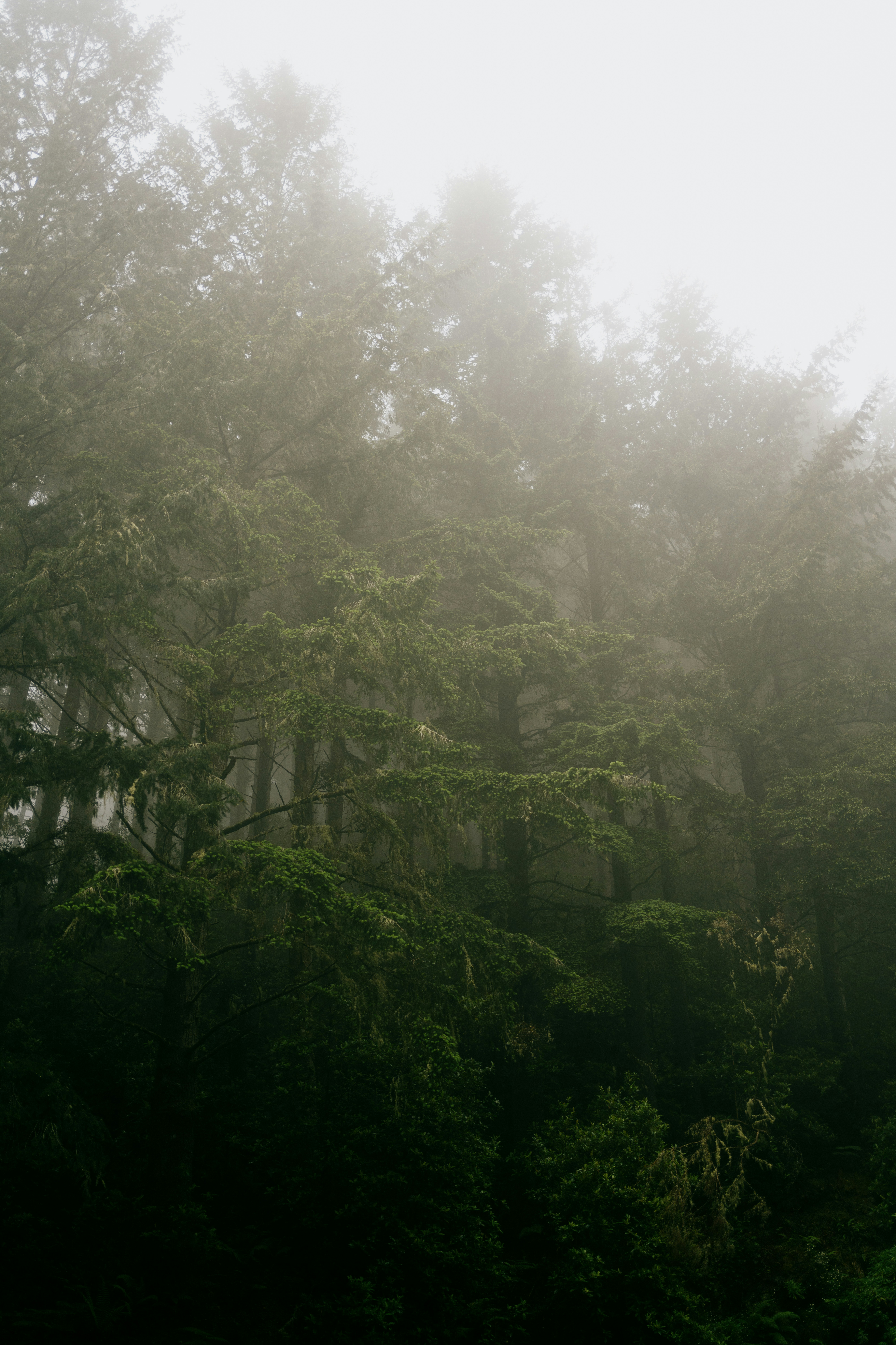 Mythical forest road in Madeira