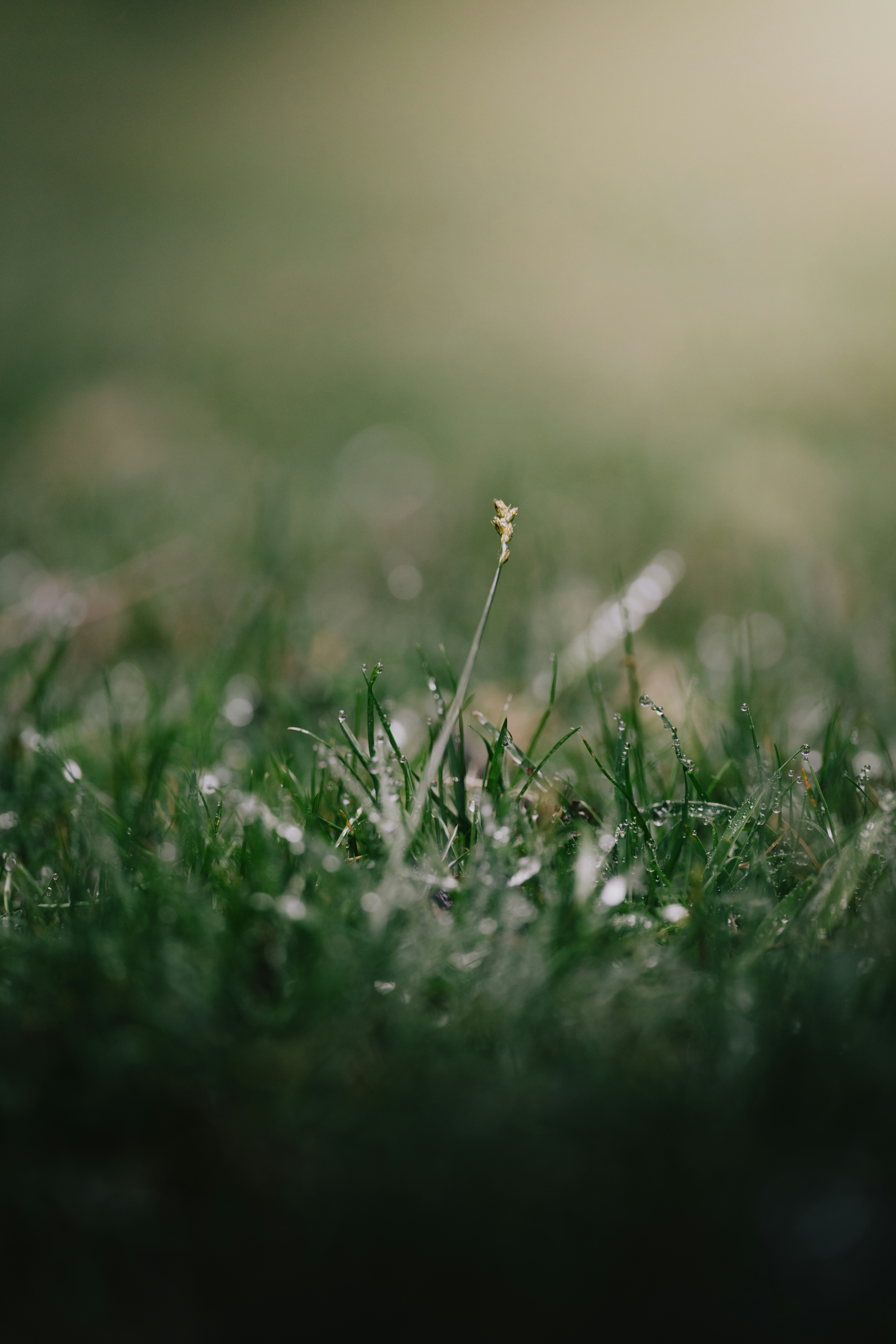 A close up of a small flower in the grass photo – Free Madeira Image on ...
