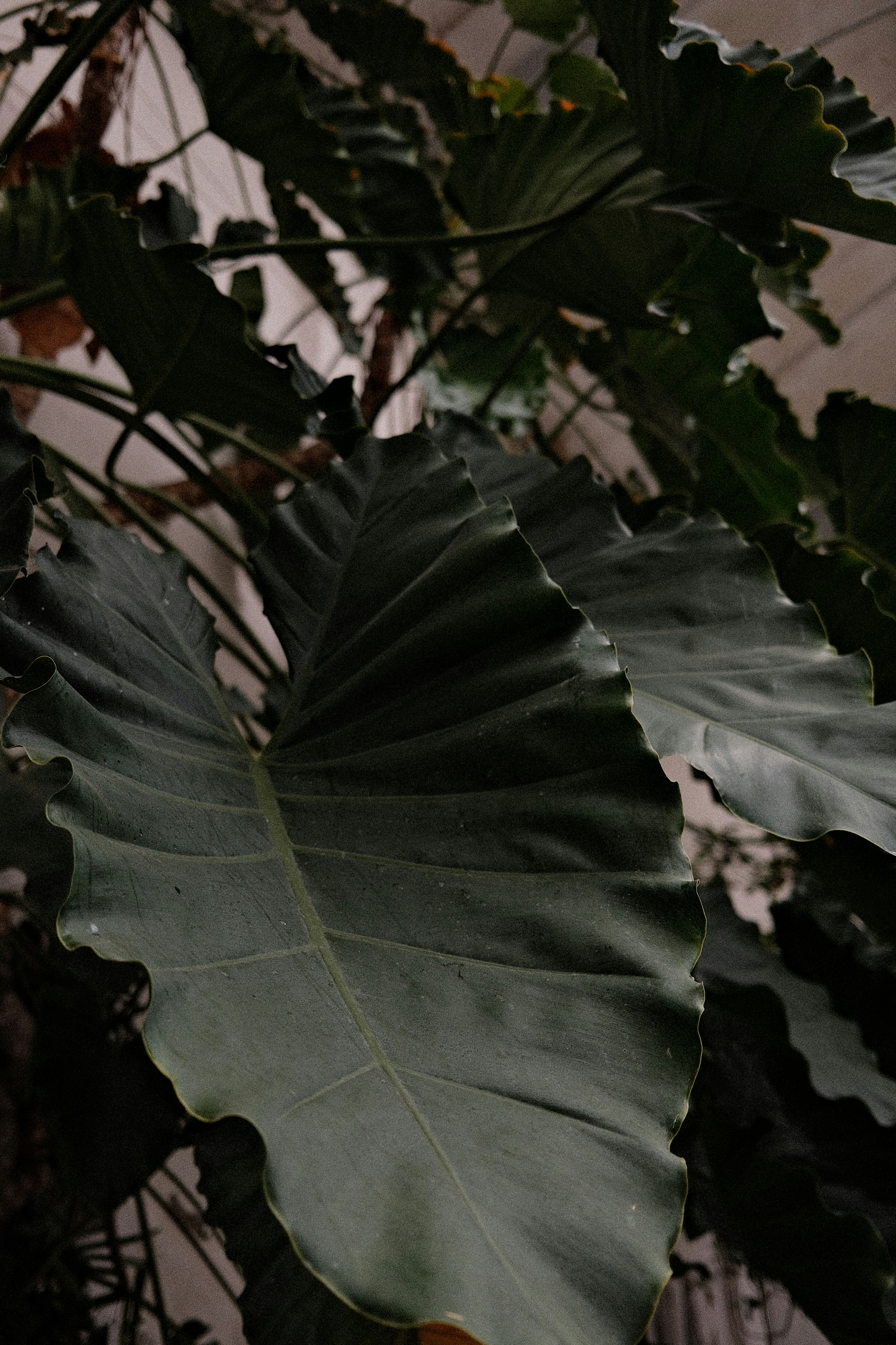 Velvet Veins: Close-Up Portrait of a Giant Elephant Ear Leaf in Dim Light