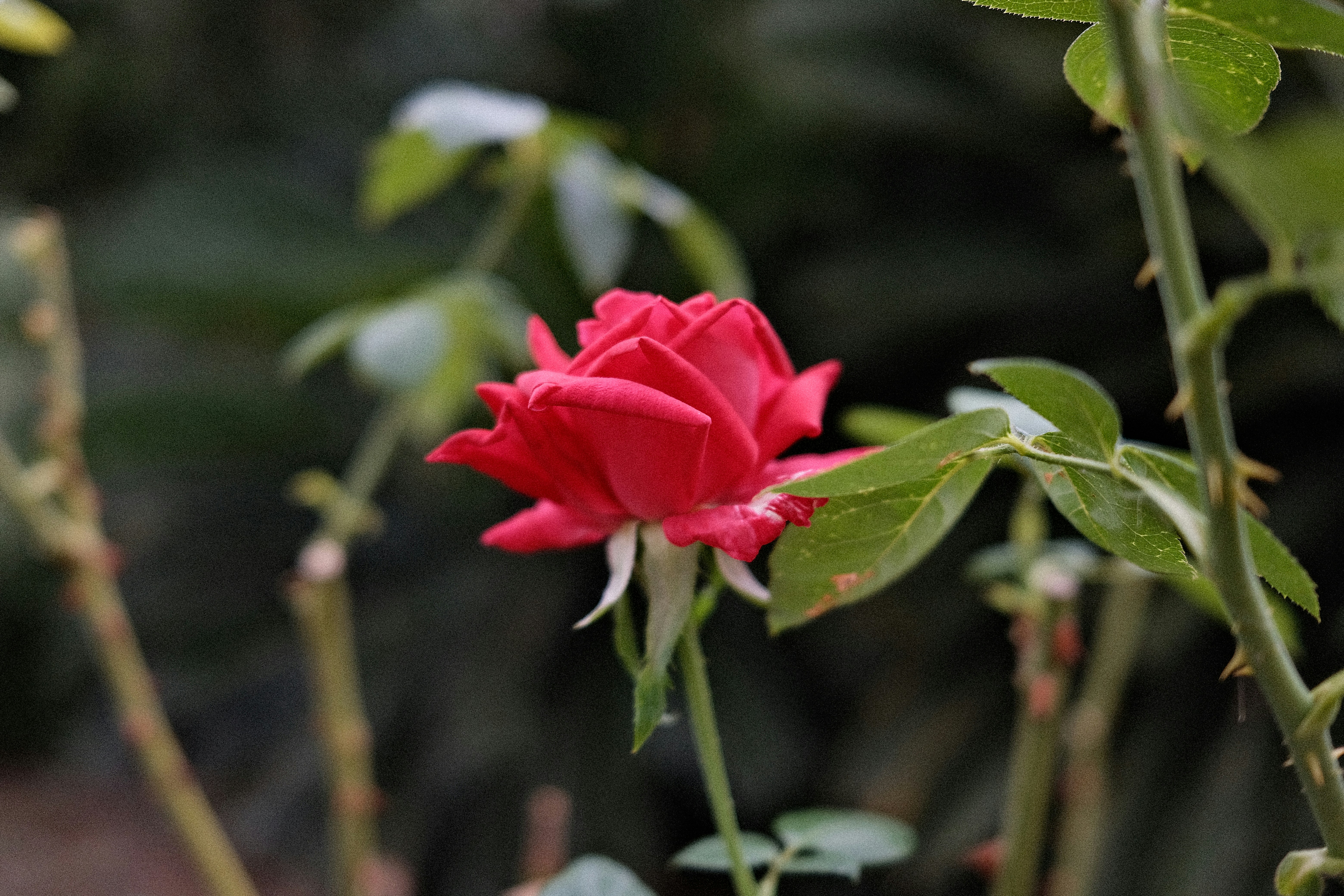 Photo by Valentin Lacoste with Fujifilm X100V