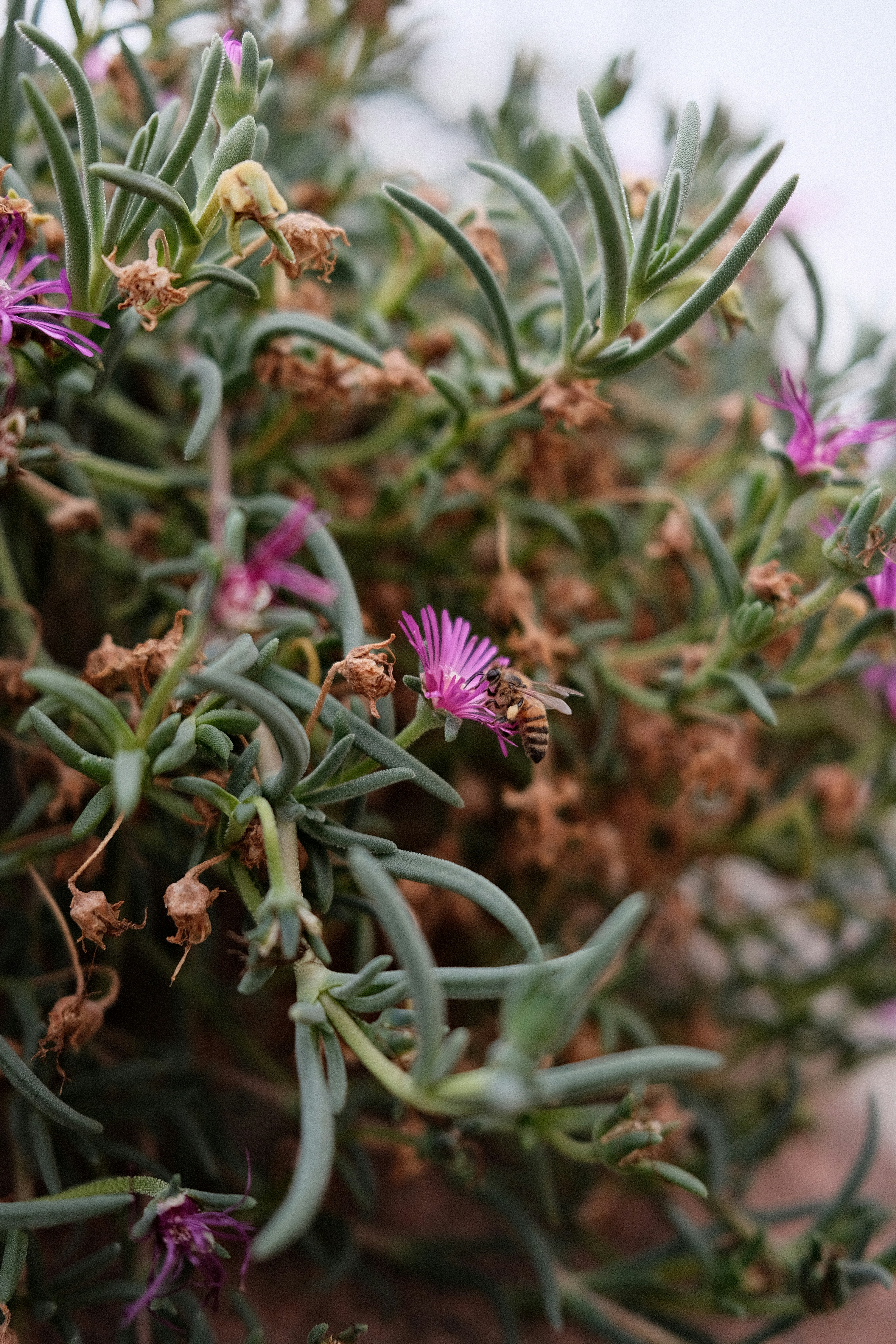Vibrant Magenta Blooms Amid Grey-Green Succulent Tangle