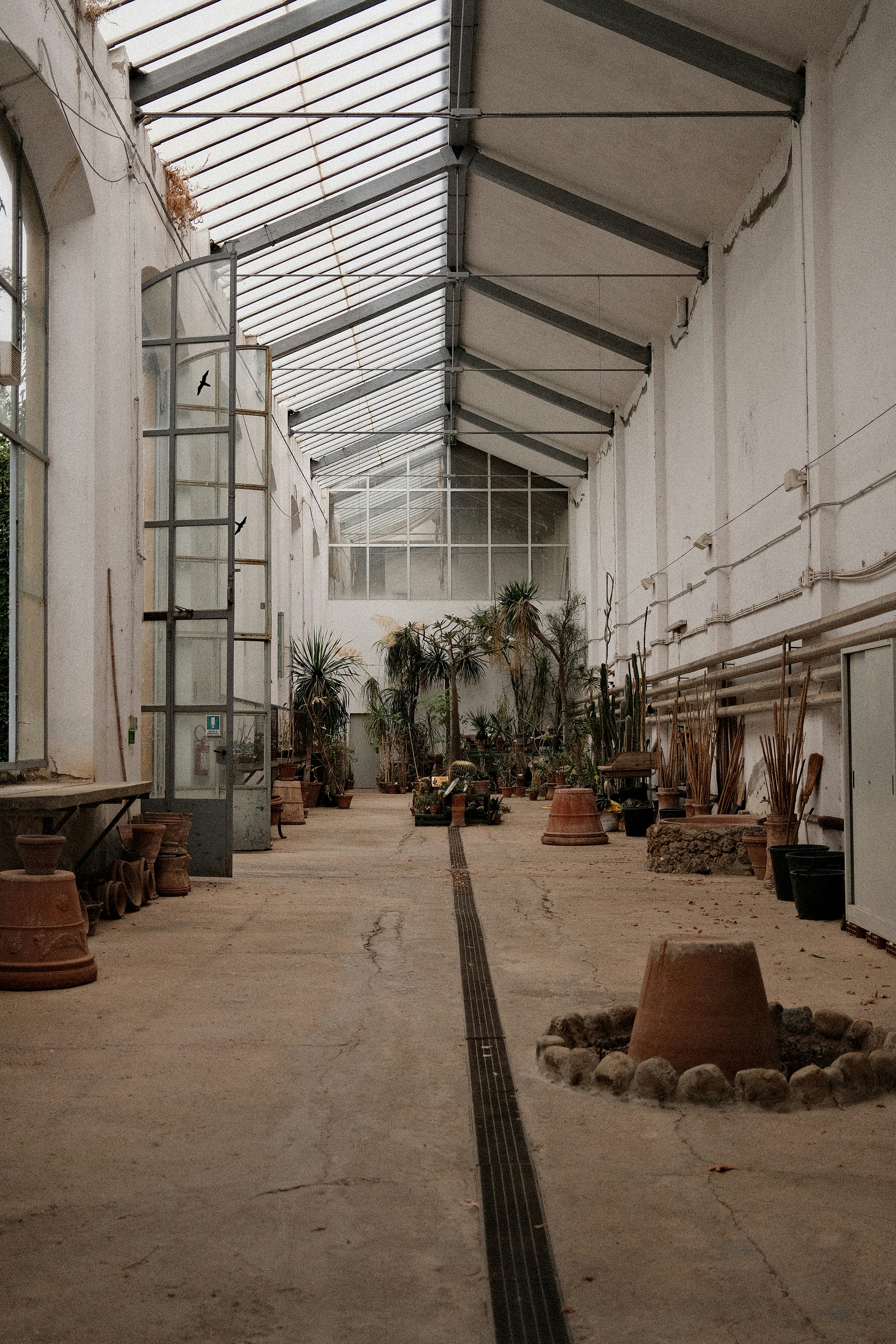 Glasshouse Alley: A Quiet, Plant-Lined Corridor Receding to Light