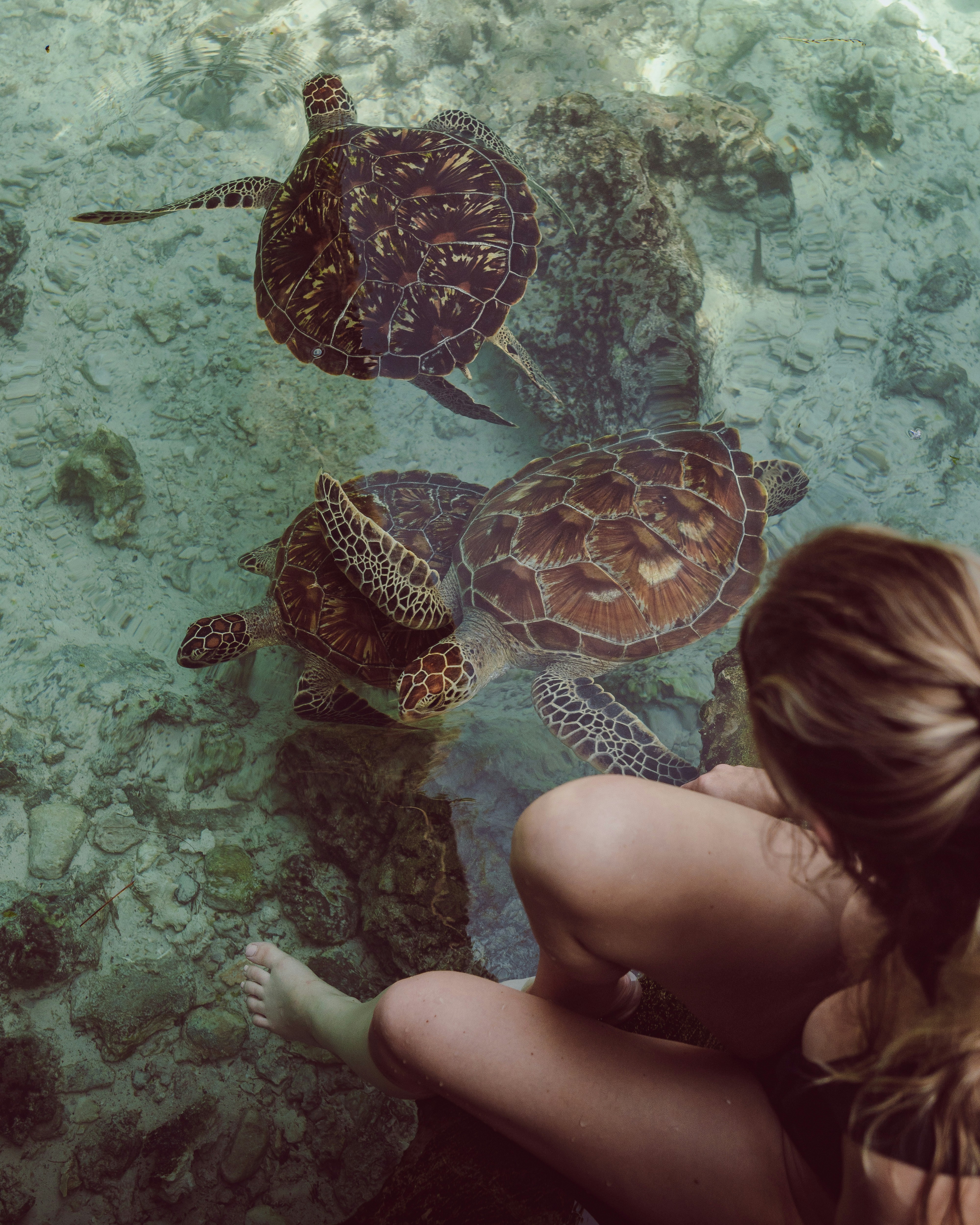 A woman looking at turtles in the water photo – Free Animal Image on ...