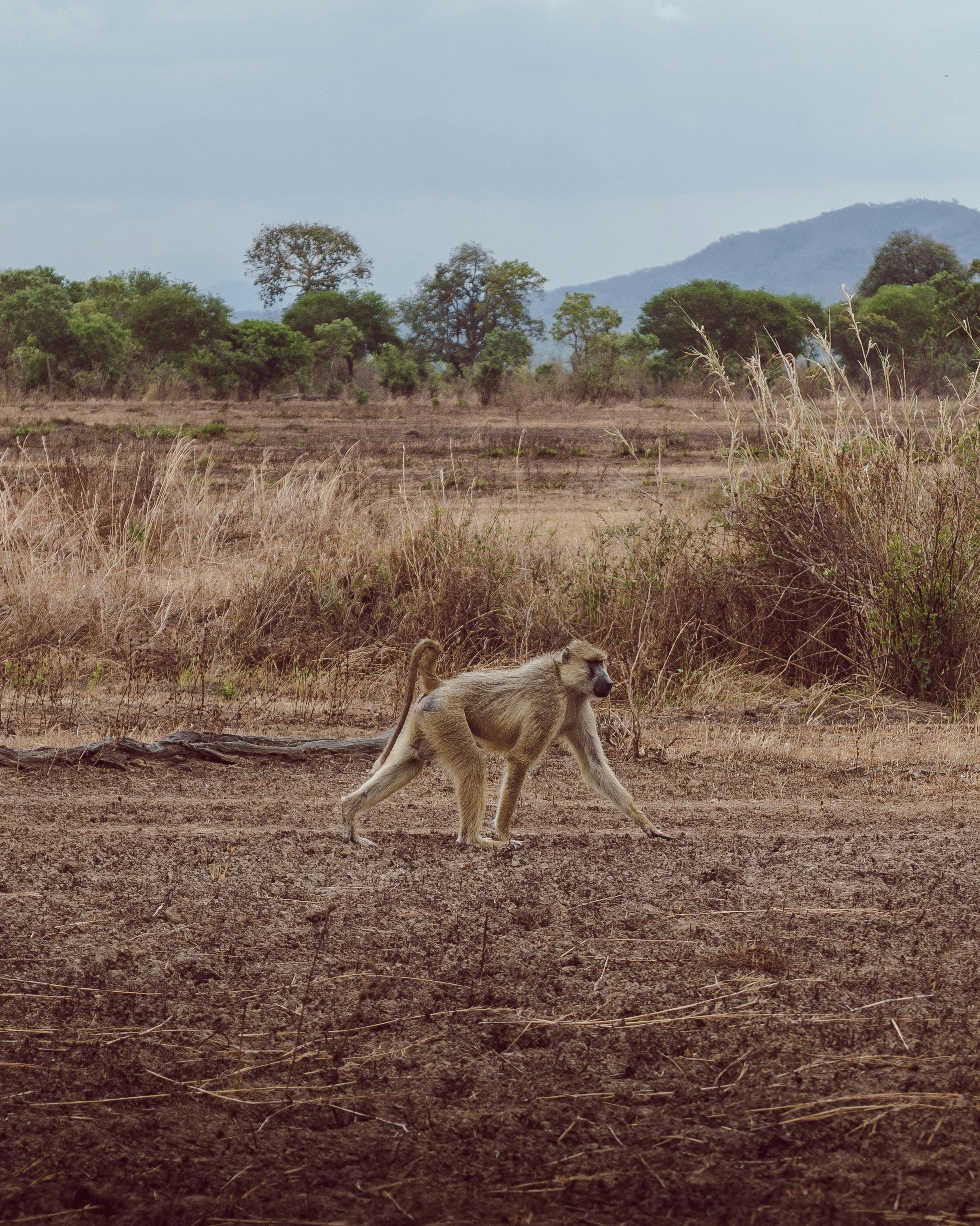 A monkey walking across a dry grass field photo – Free Mikumi Image on ...
