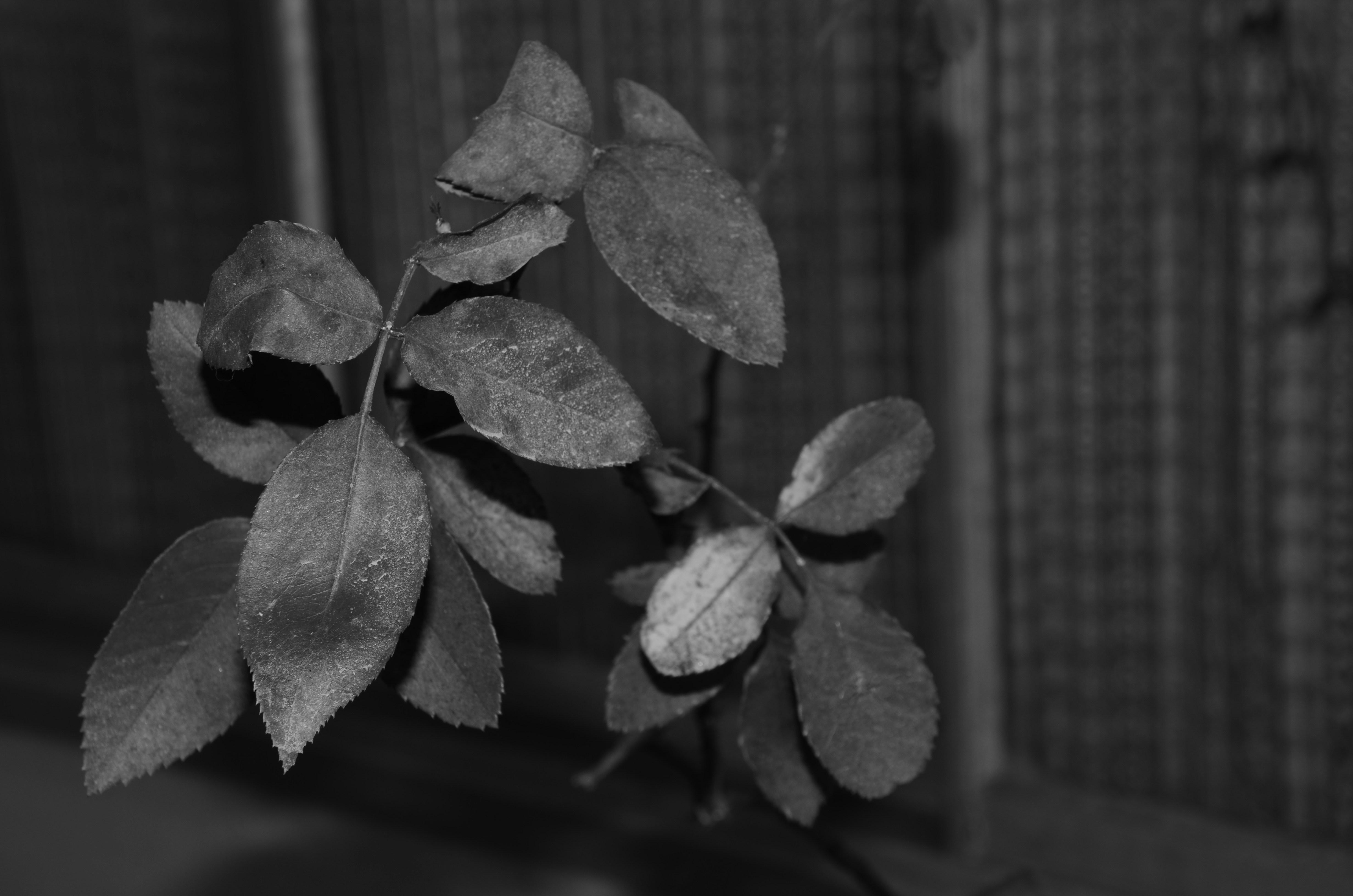 Frosted Leaves in Dim Light: A Close-Up Study