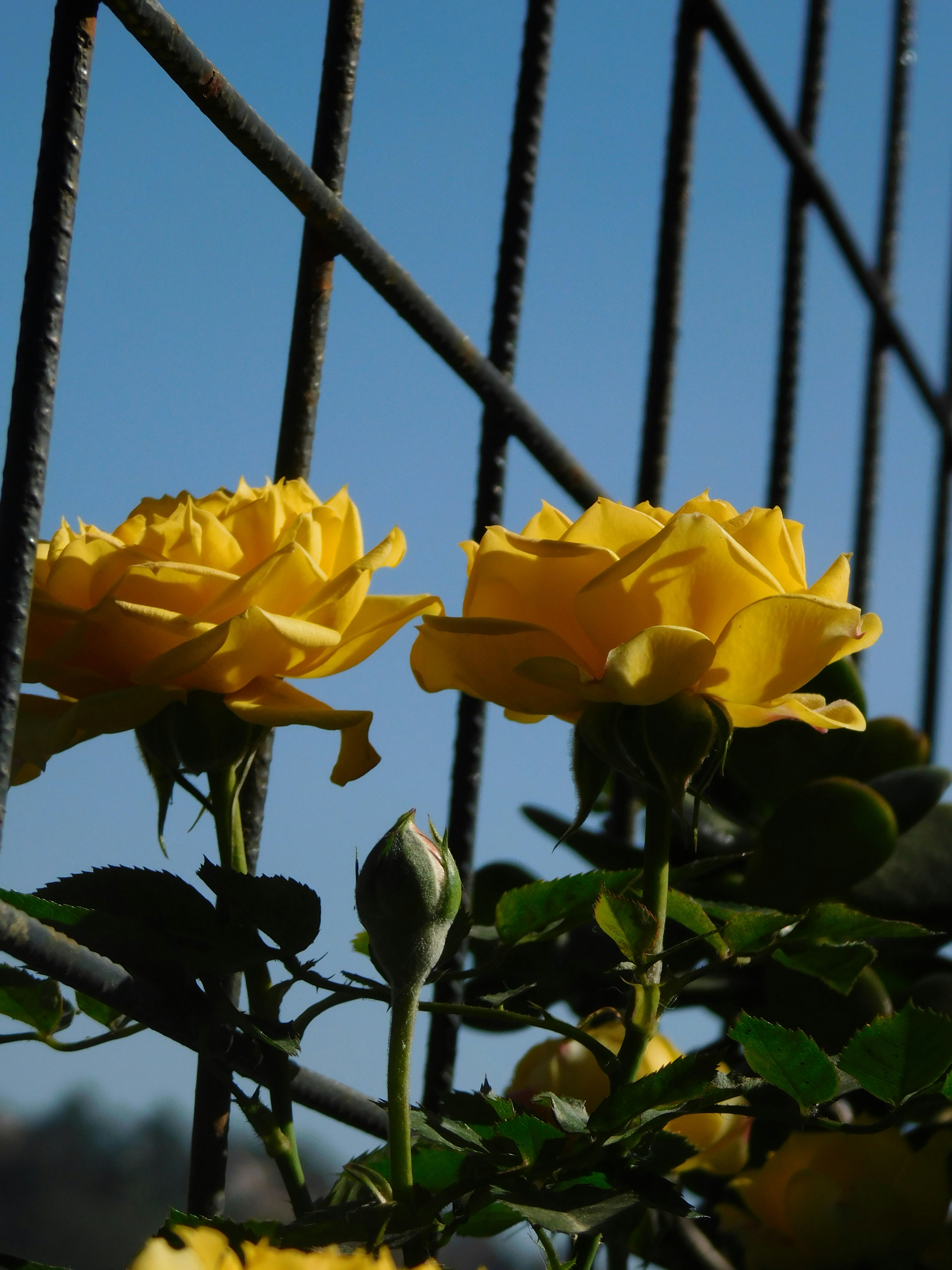A bunch of yellow roses in front of a fence photo – Free Background ...
