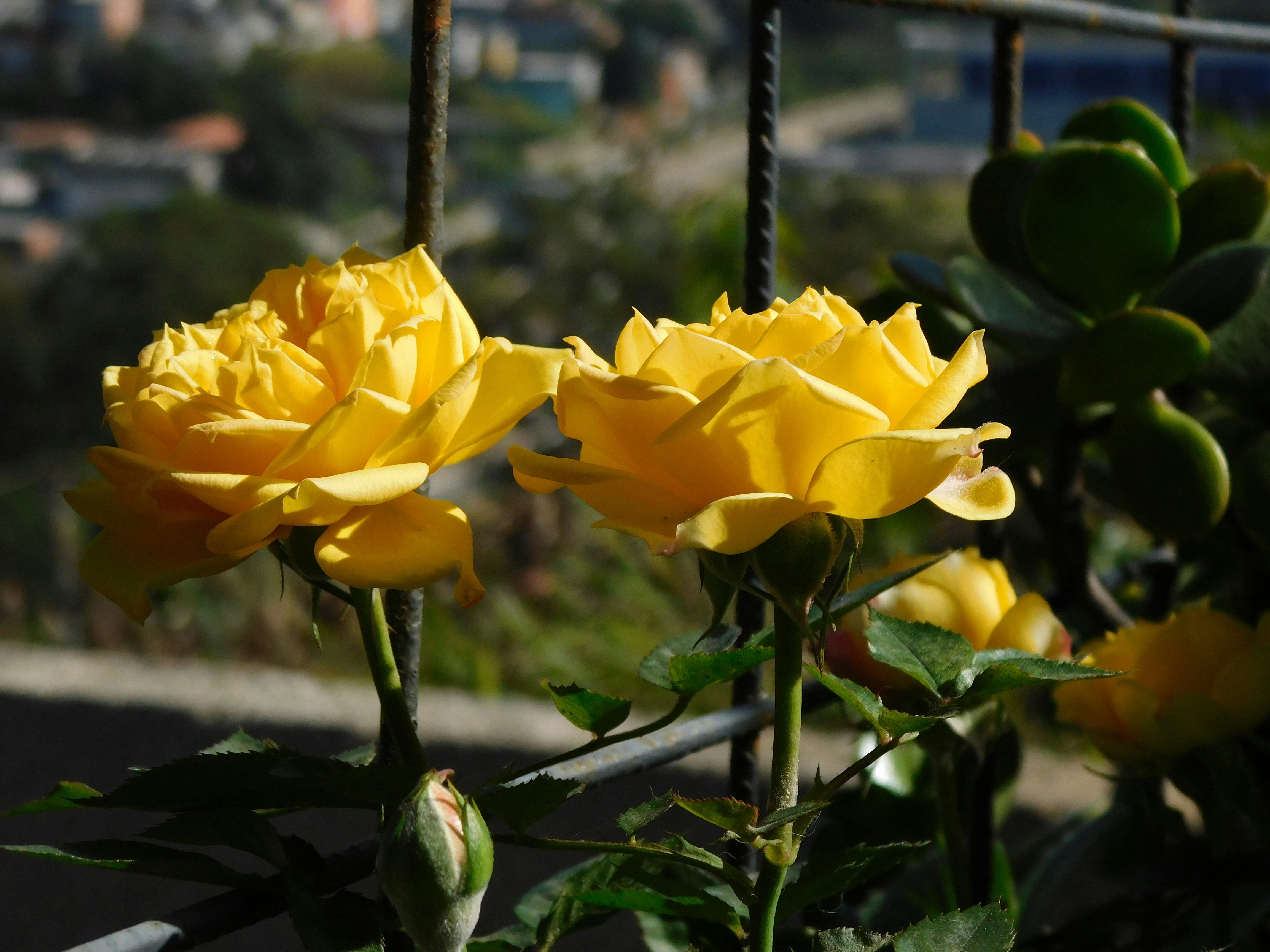 Sunlit Yellow Roses Strung Between Wires