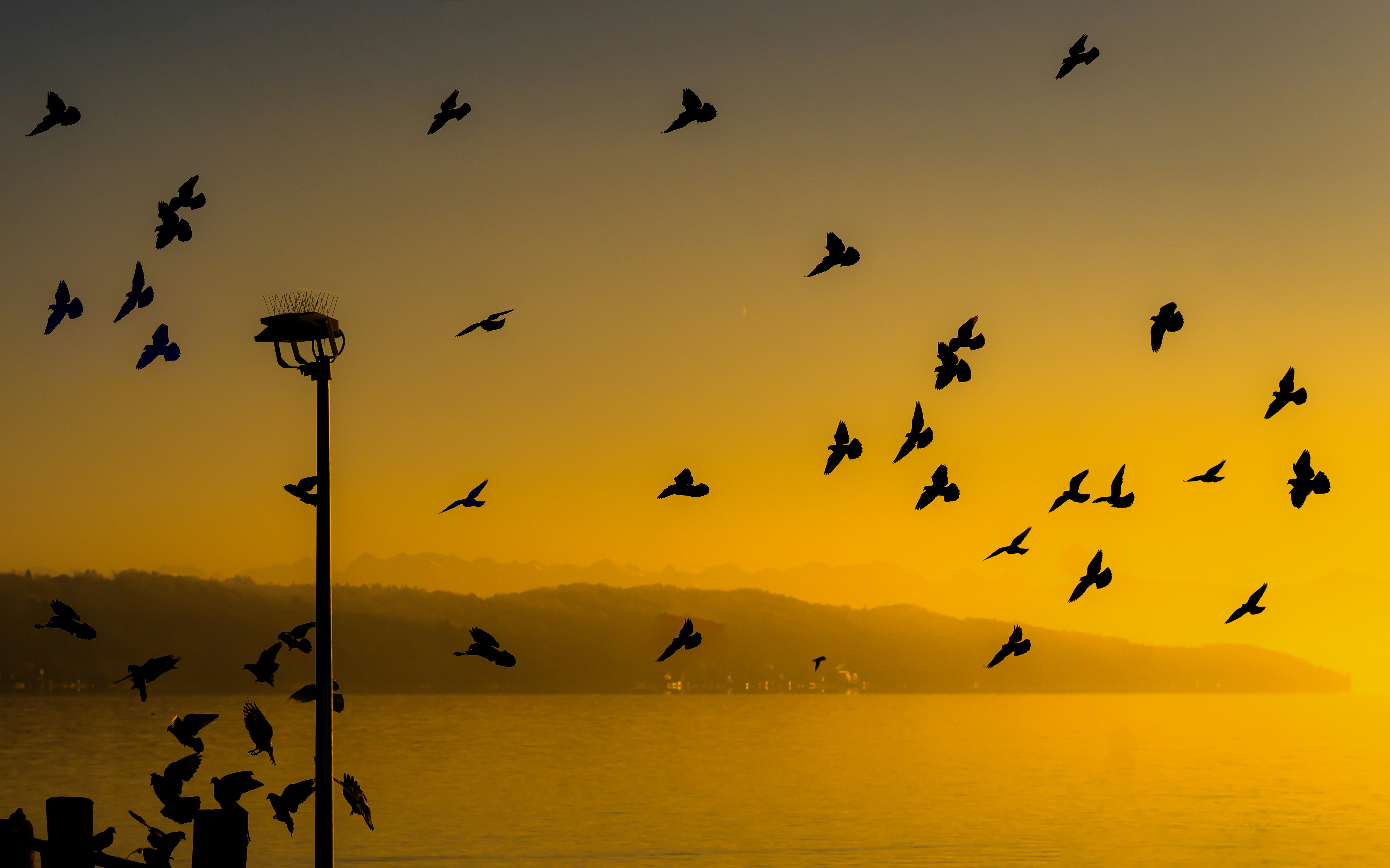 Lantern Post and a Sky Full of Birds at Golden Hour
