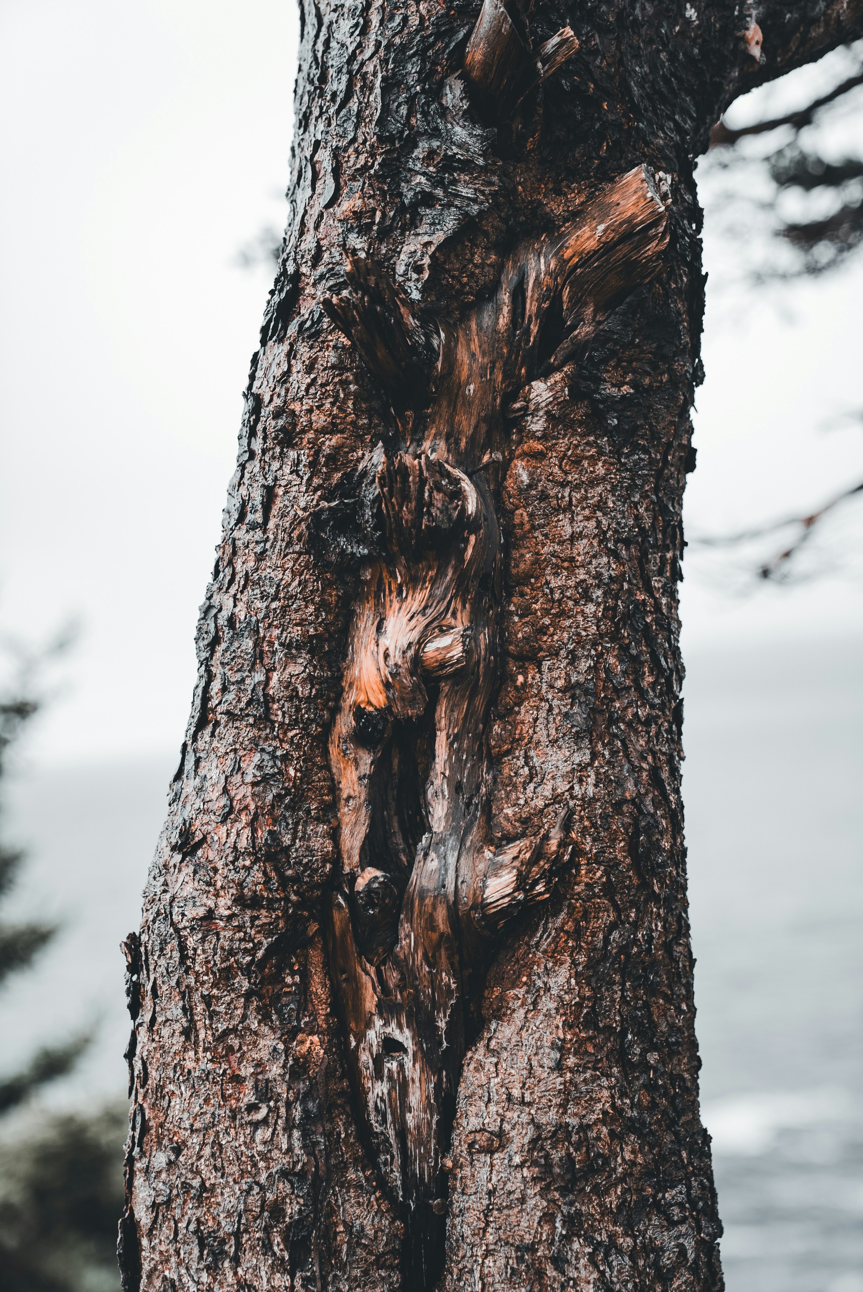 Gnarled Armor: Close-Up of Pine Bark Framed by Sea Mist