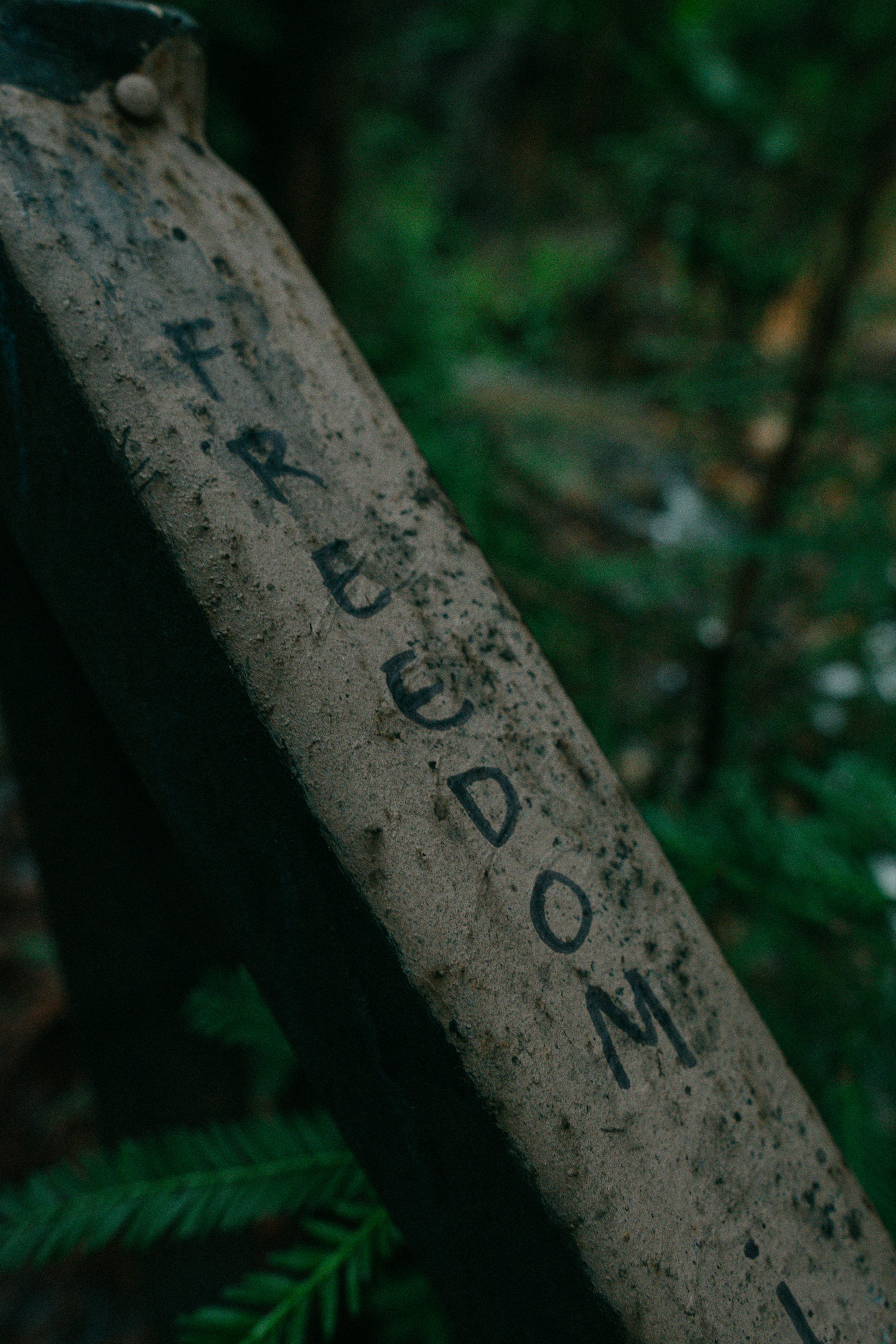 FREEDOM Carved on a Mossy Marker in a Quiet Forest