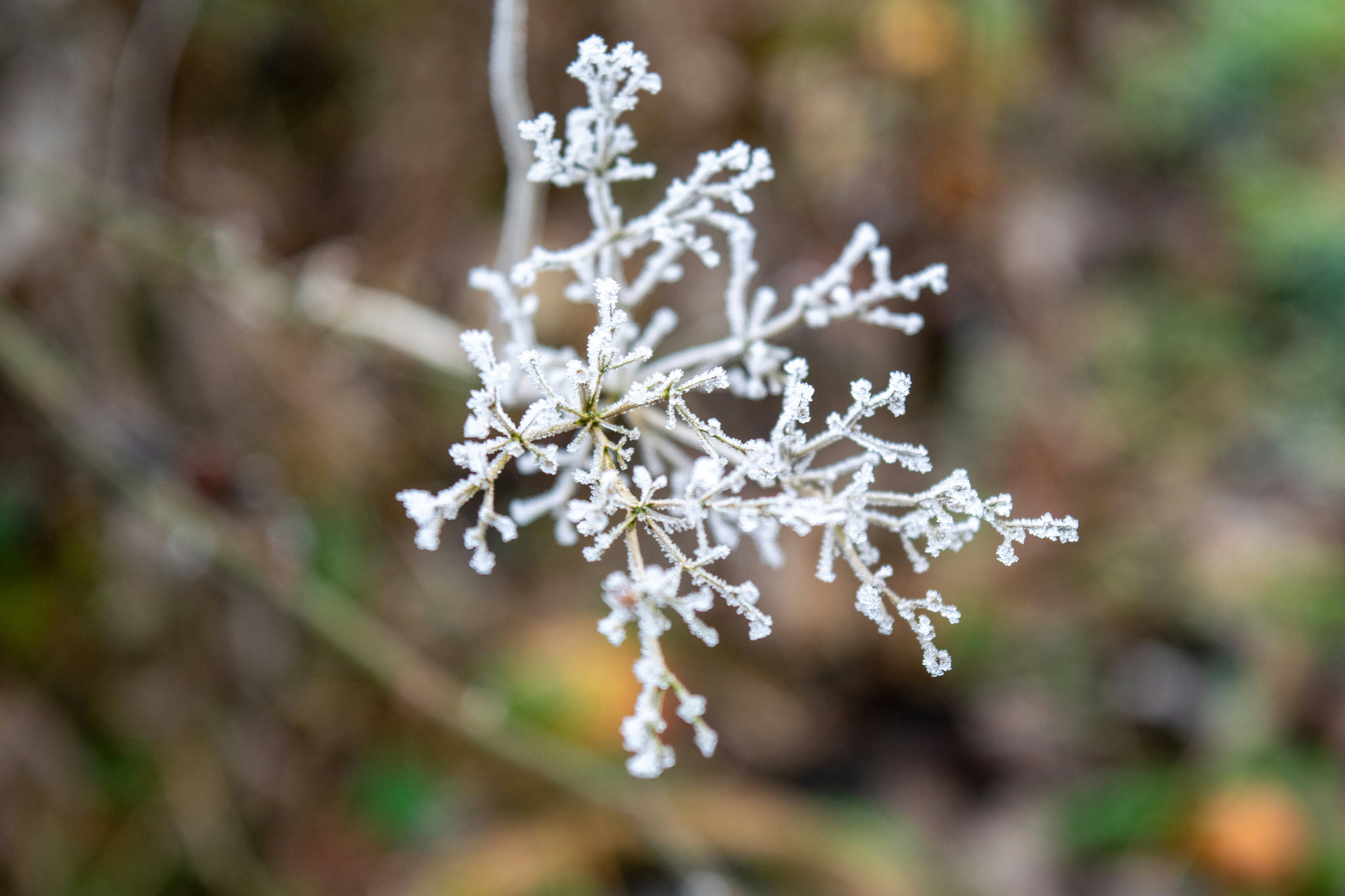 A close up of a snowflake on a branch photo – Free Frost Image on Unsplash