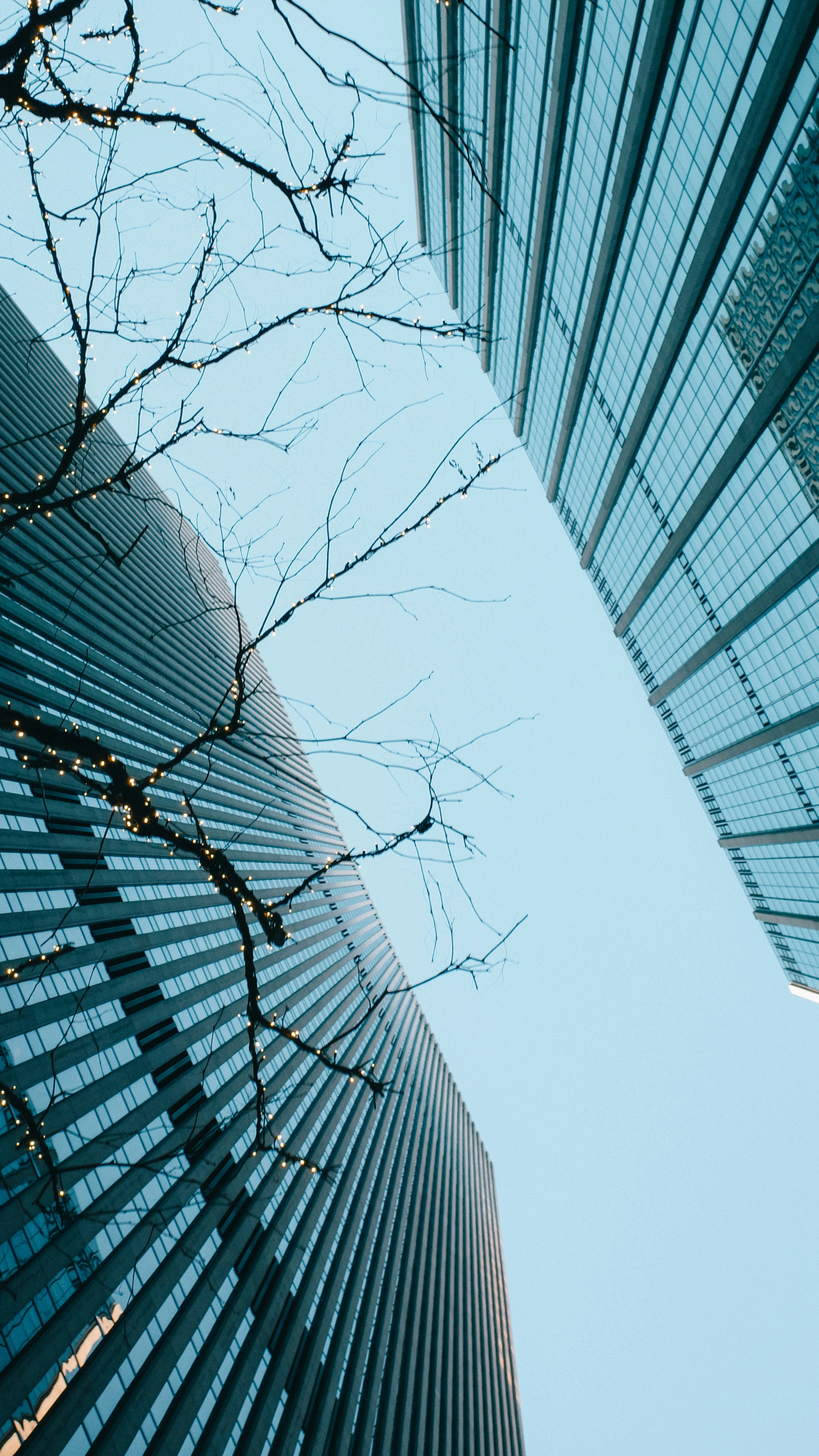 Branching Lights Between Glass Towers