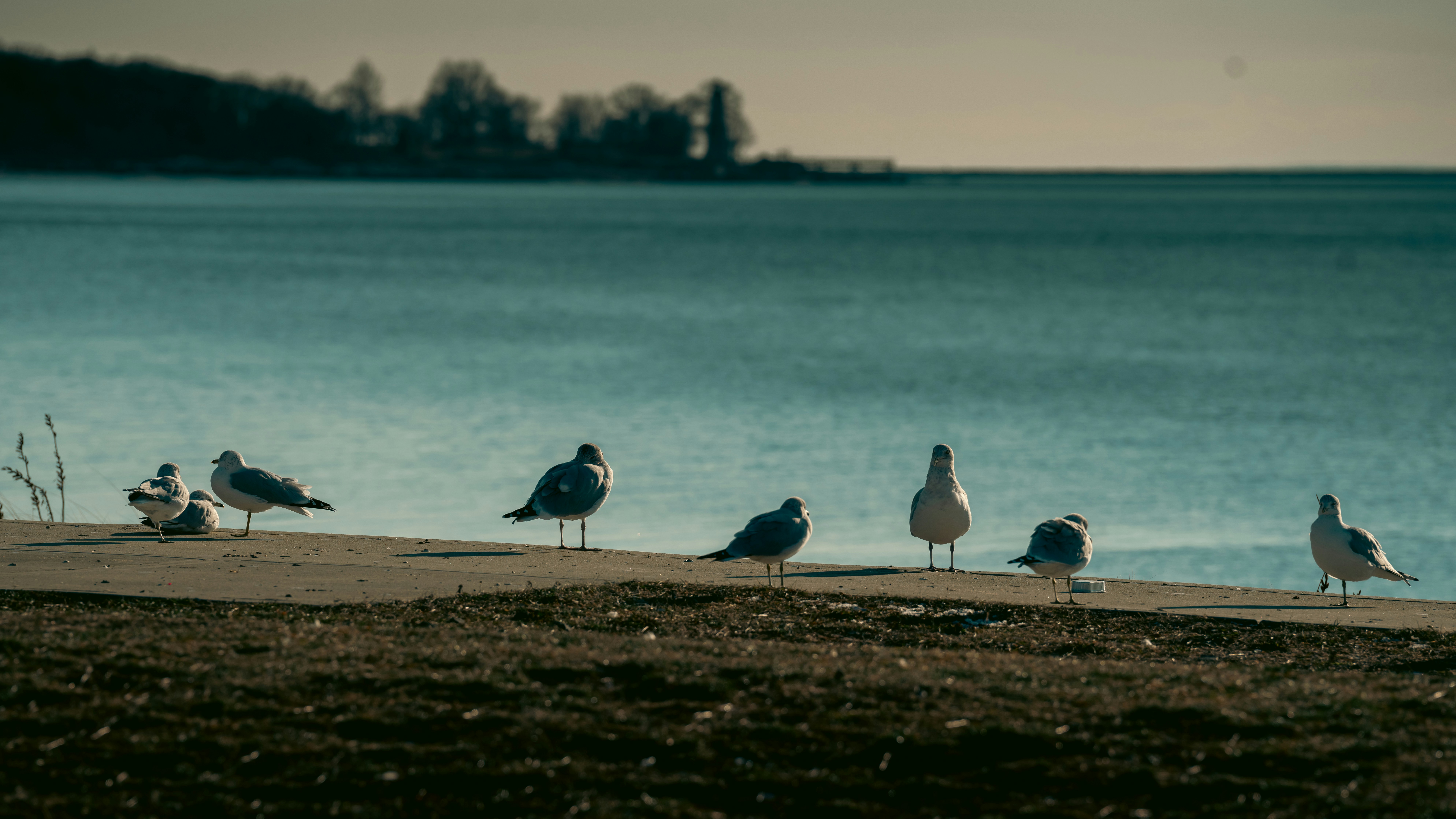 Seabirds in Silhouetted Line Along the Shore