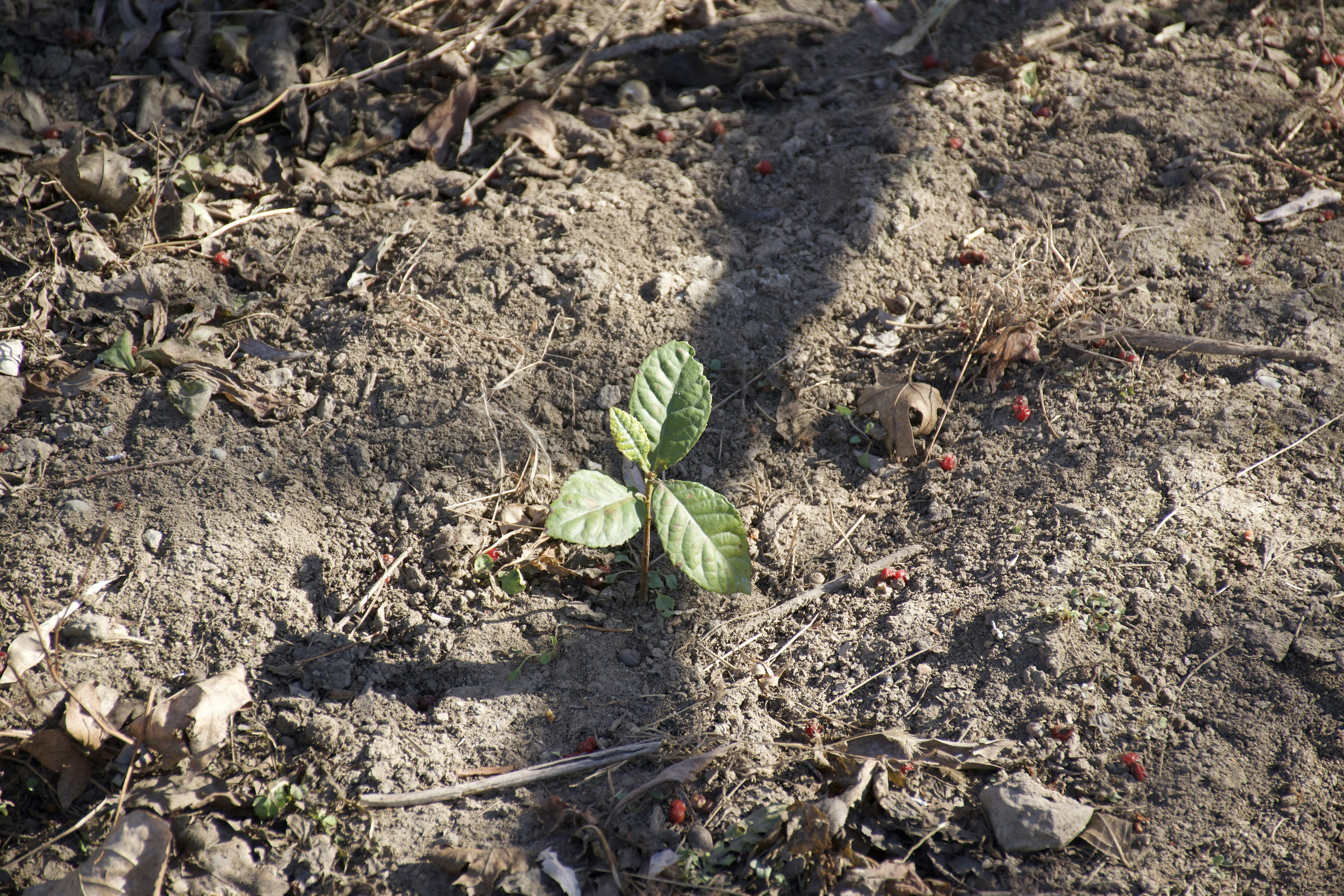 A small plant sprouts out of the ground photo – Free Flower Image on ...