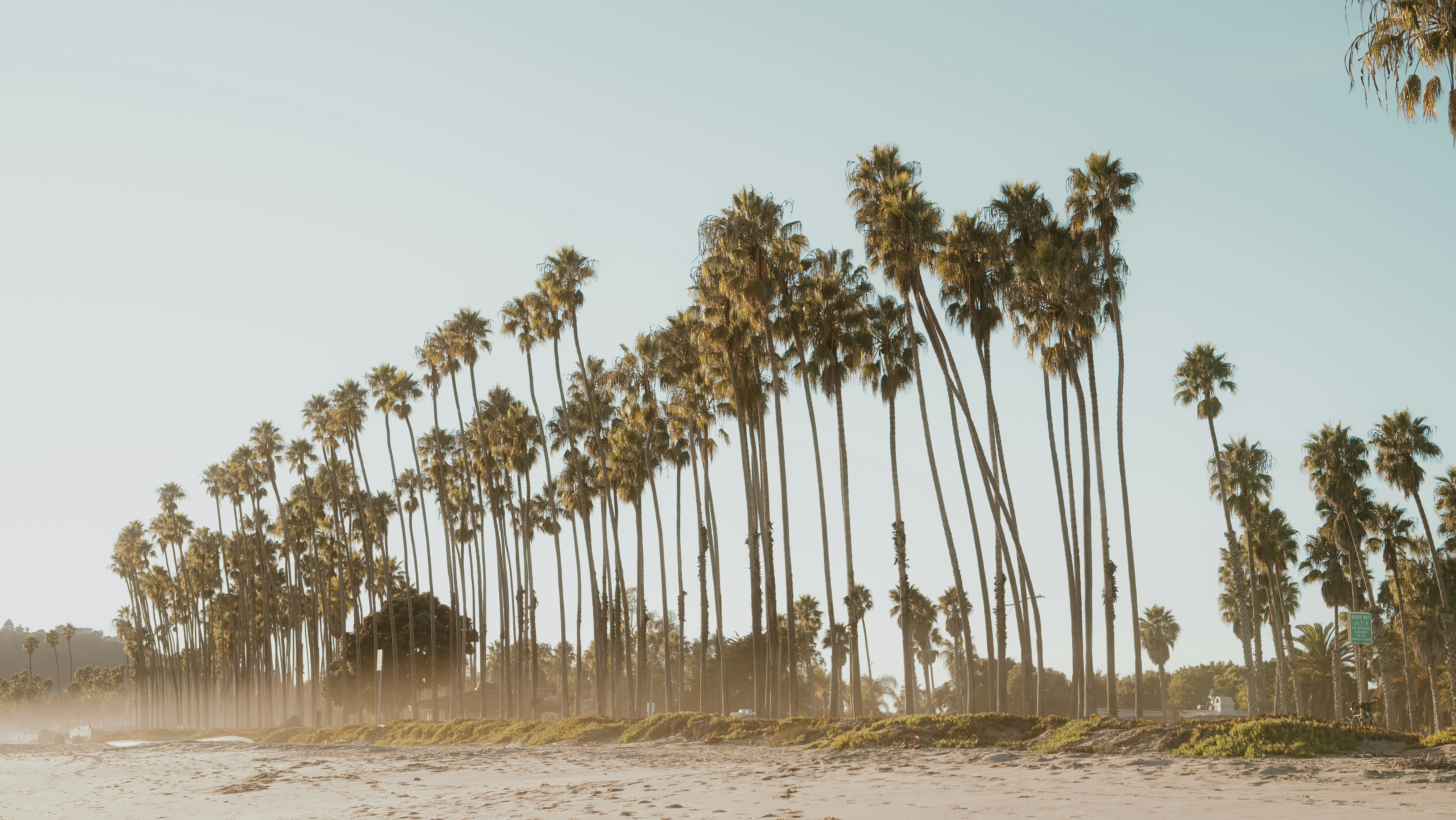 A row of palm trees on a beach photo – Free Santa barbara Image on Unsplash