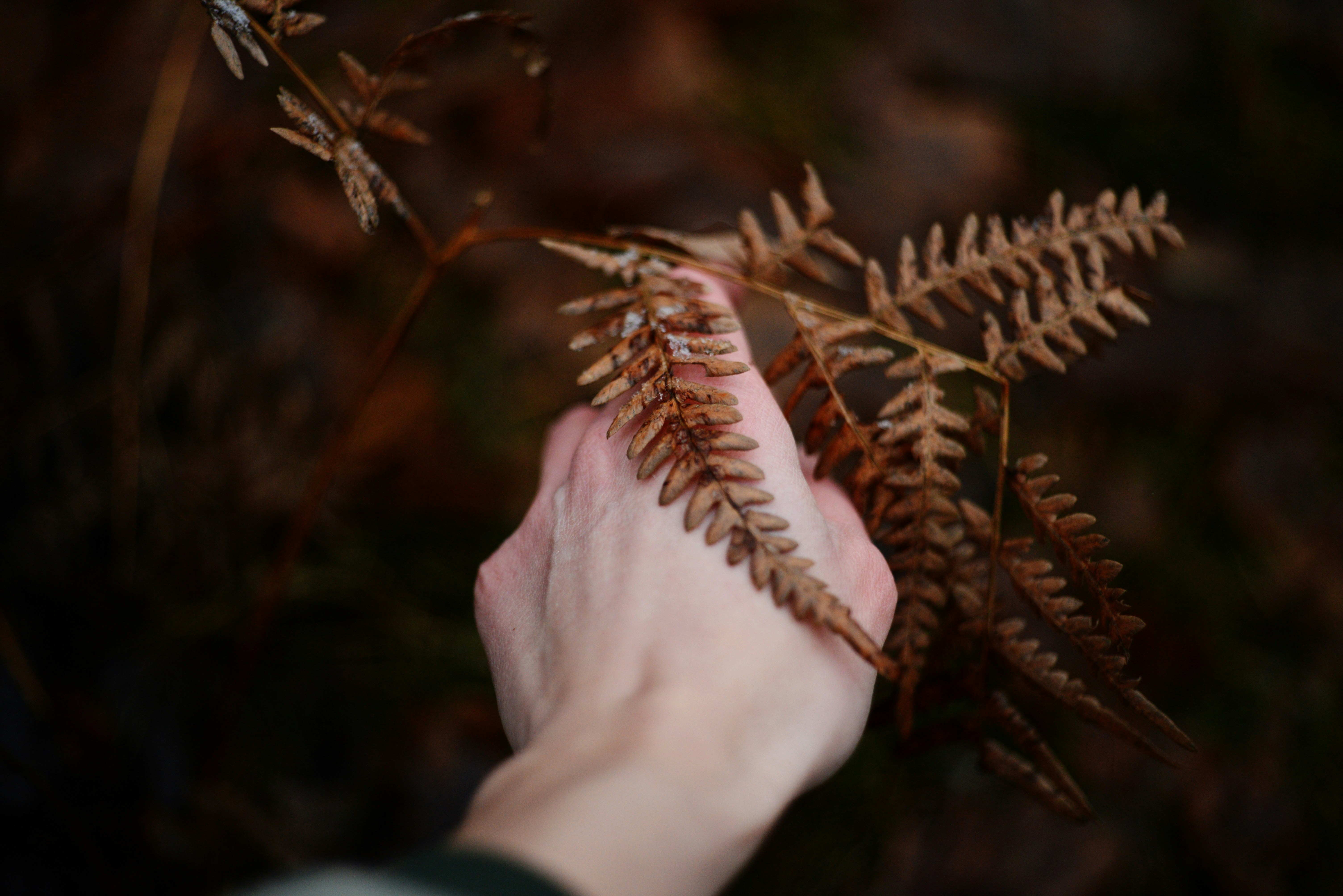 A person holding a plant in their hand