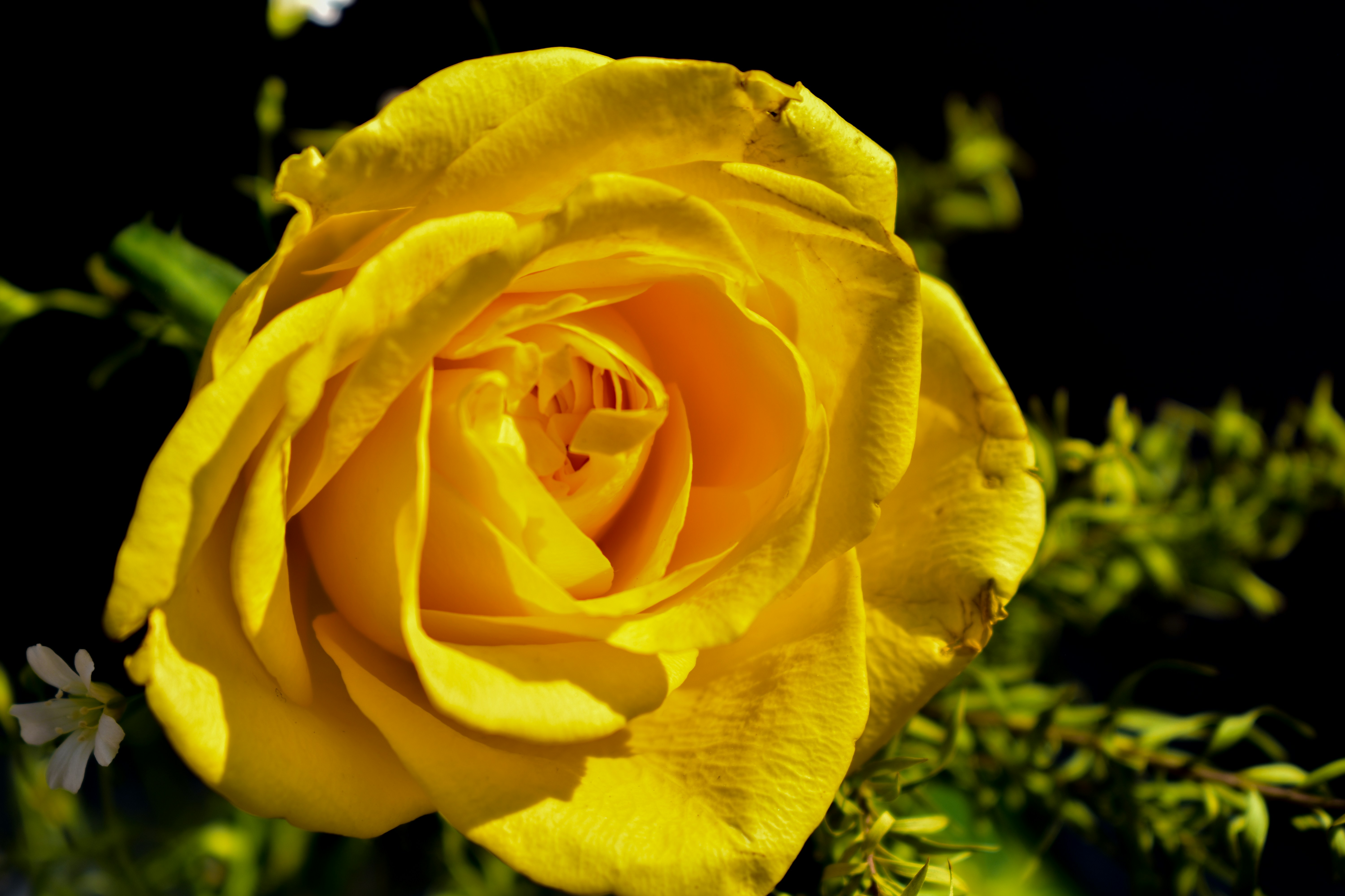 Vibrant yellow rose in full bloom, surrounded by delicate greenery. The intricate petals showcase nature's artistry.