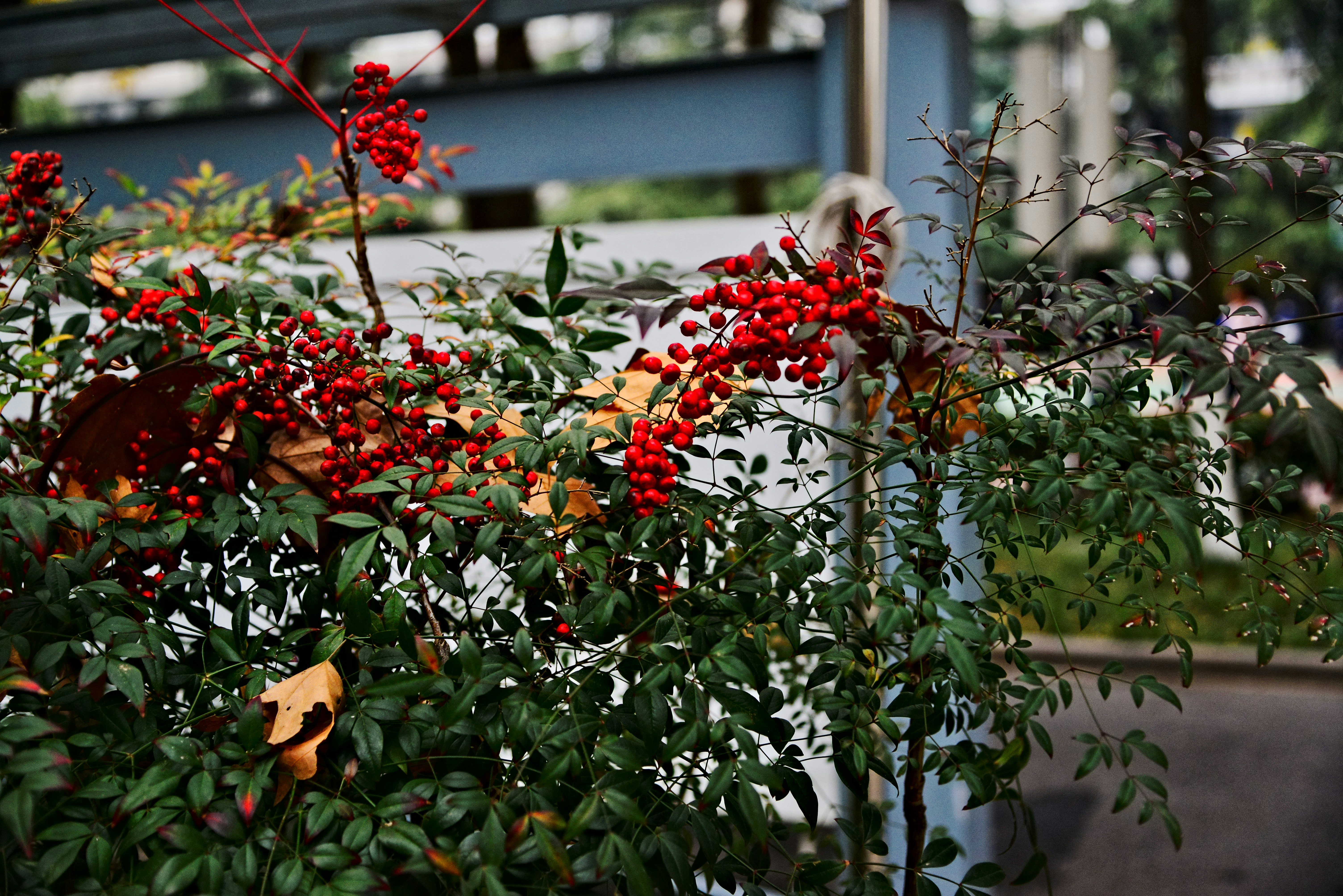 Crimson Berries Framing a Quiet Street Edge
