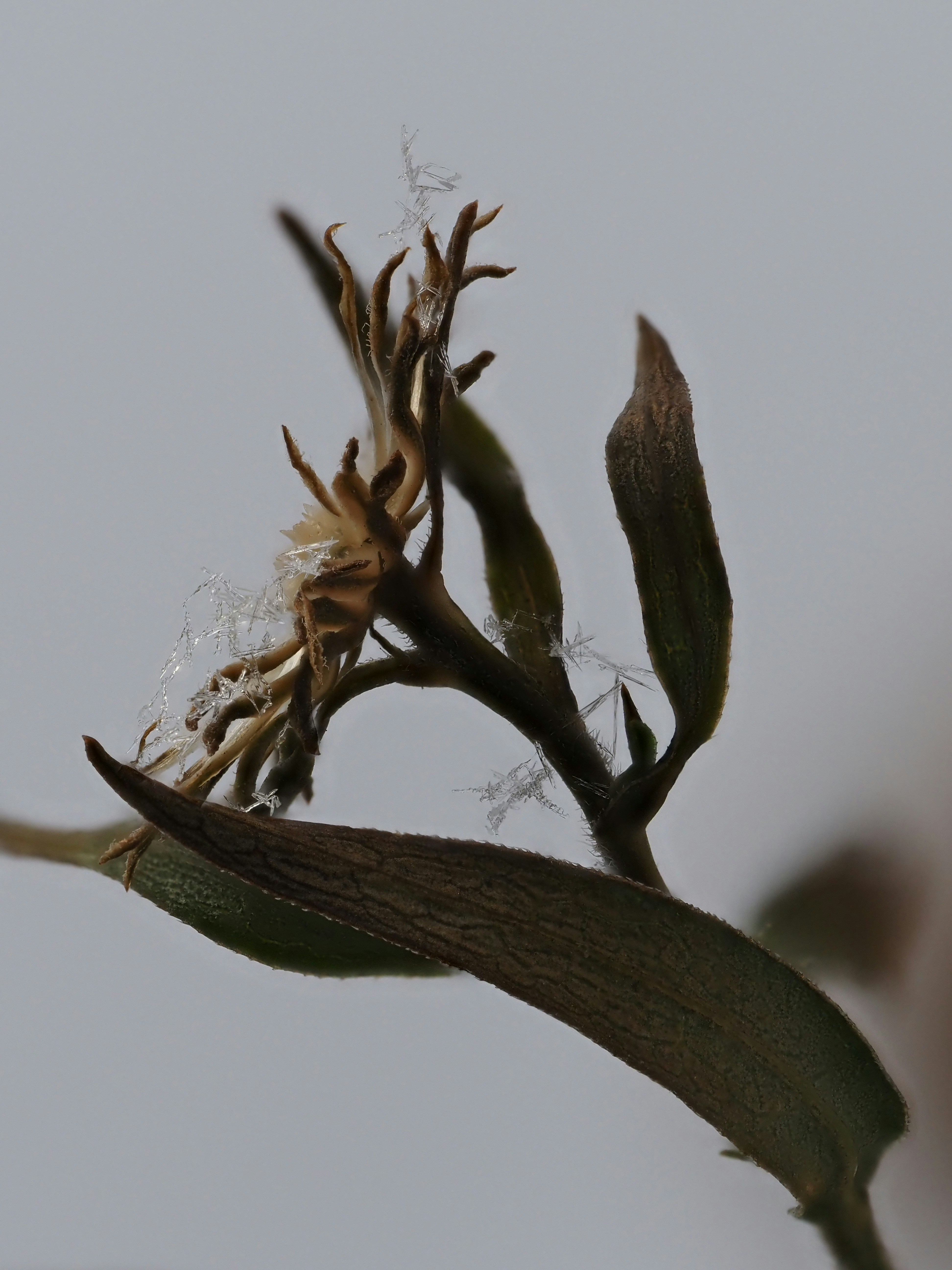 Whispering Filaments on a Winter Twig: A Macro Portrait